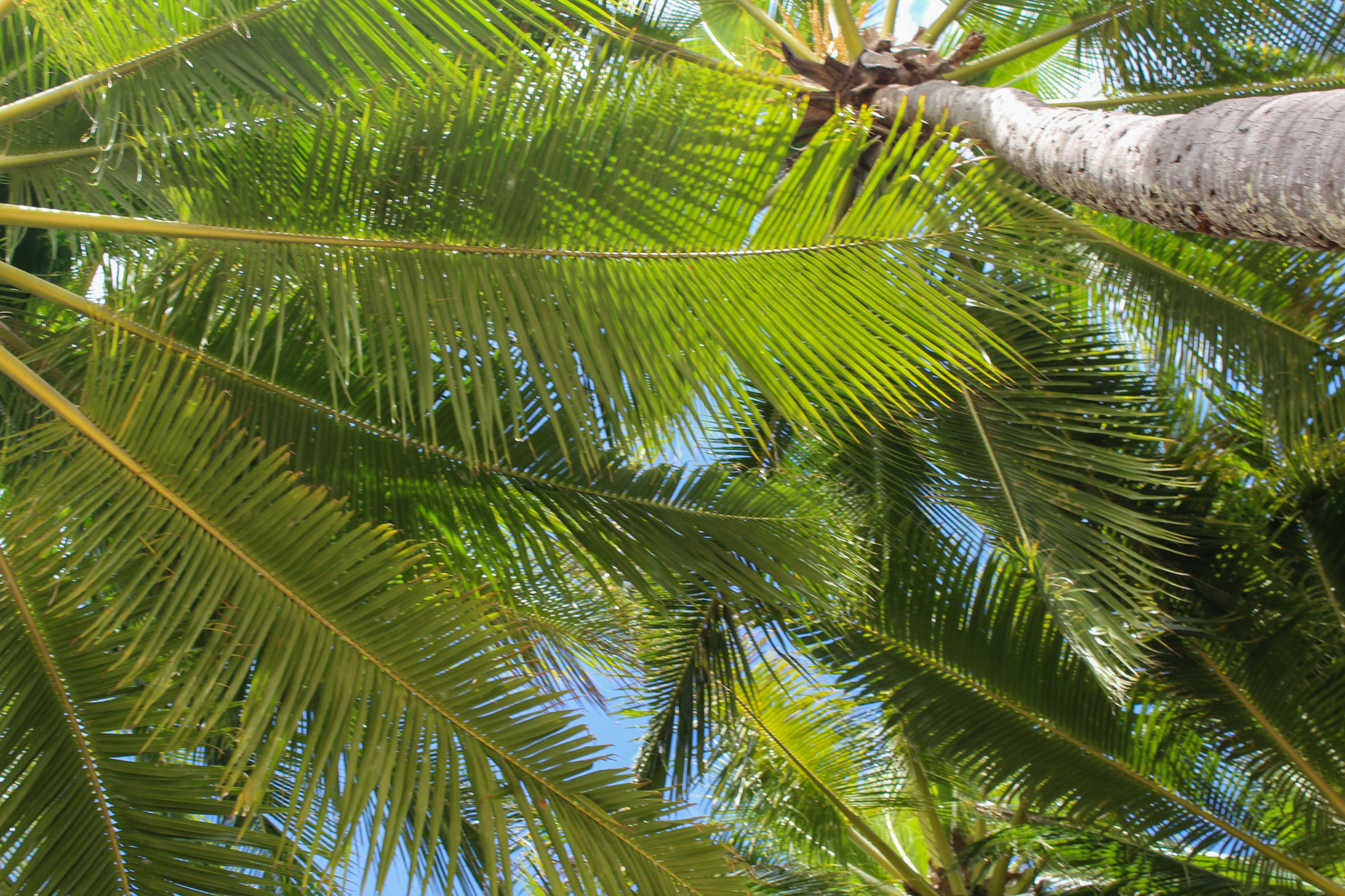 Frond Pictures | Download Free Images on Unsplash