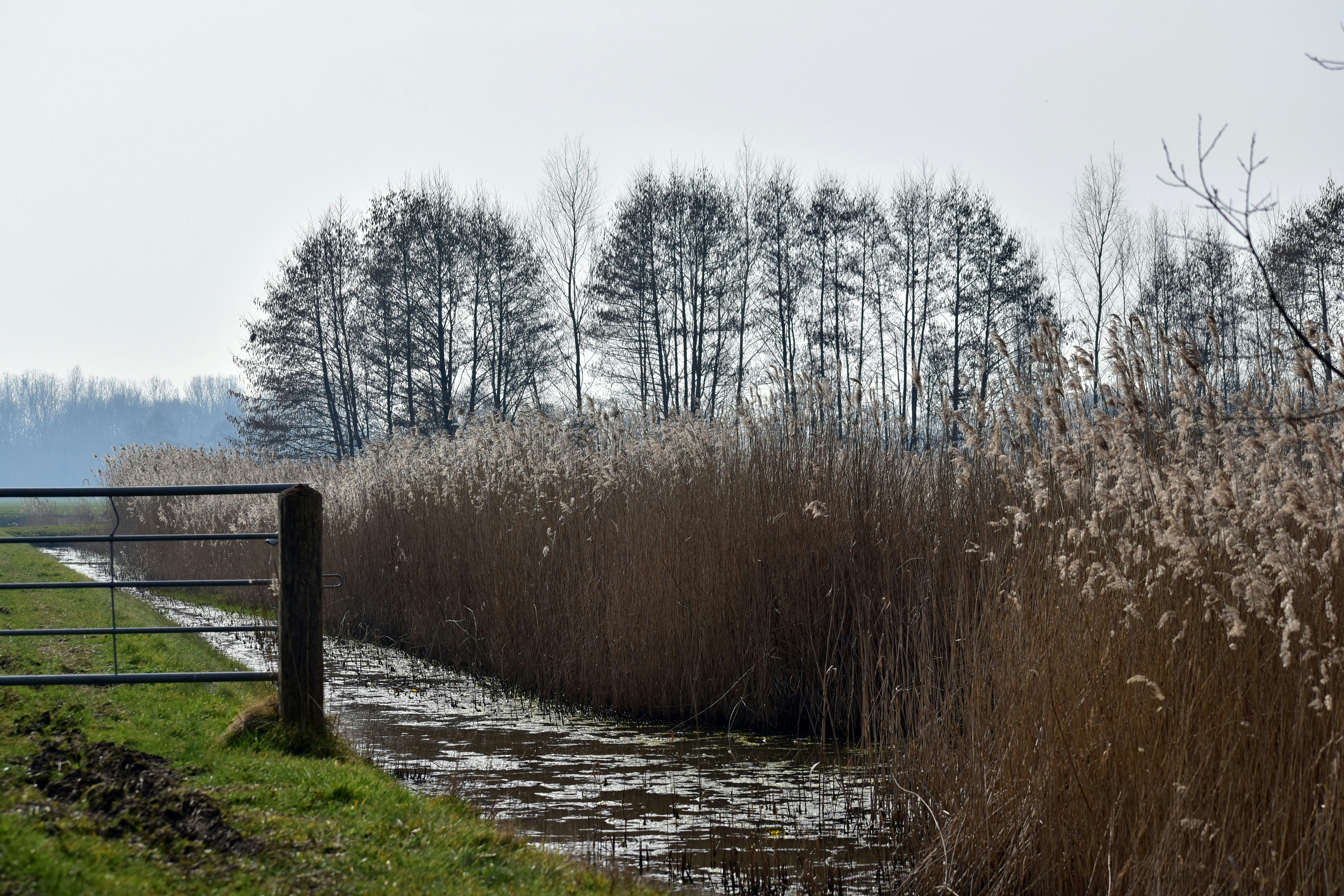 Gate by the Canal: Winter Reeds Framing a Quiet Waterway