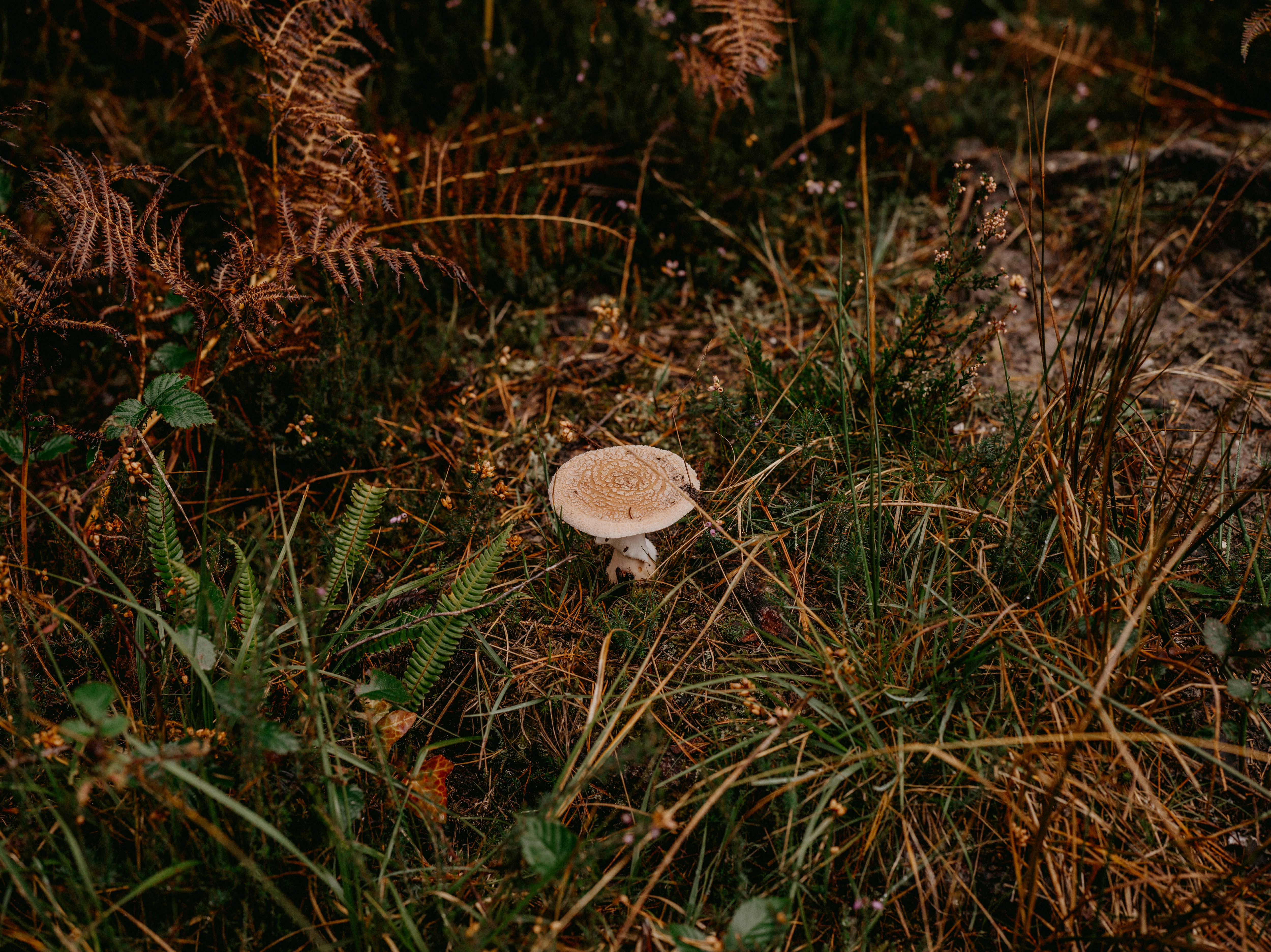 Photo by Annie Spratt with Hasselblad 907X 50C