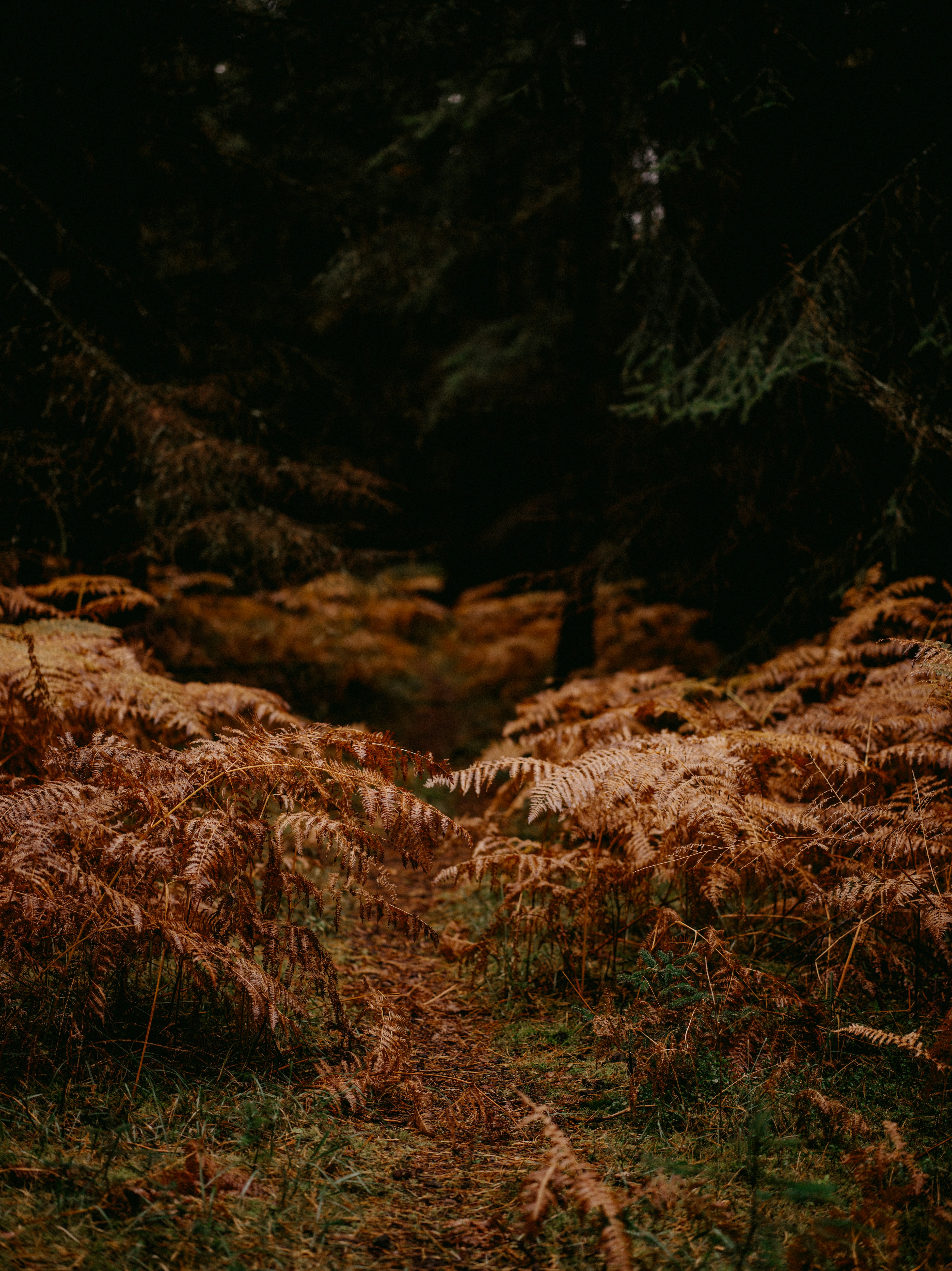 Photo by Annie Spratt with Hasselblad 907X 50C