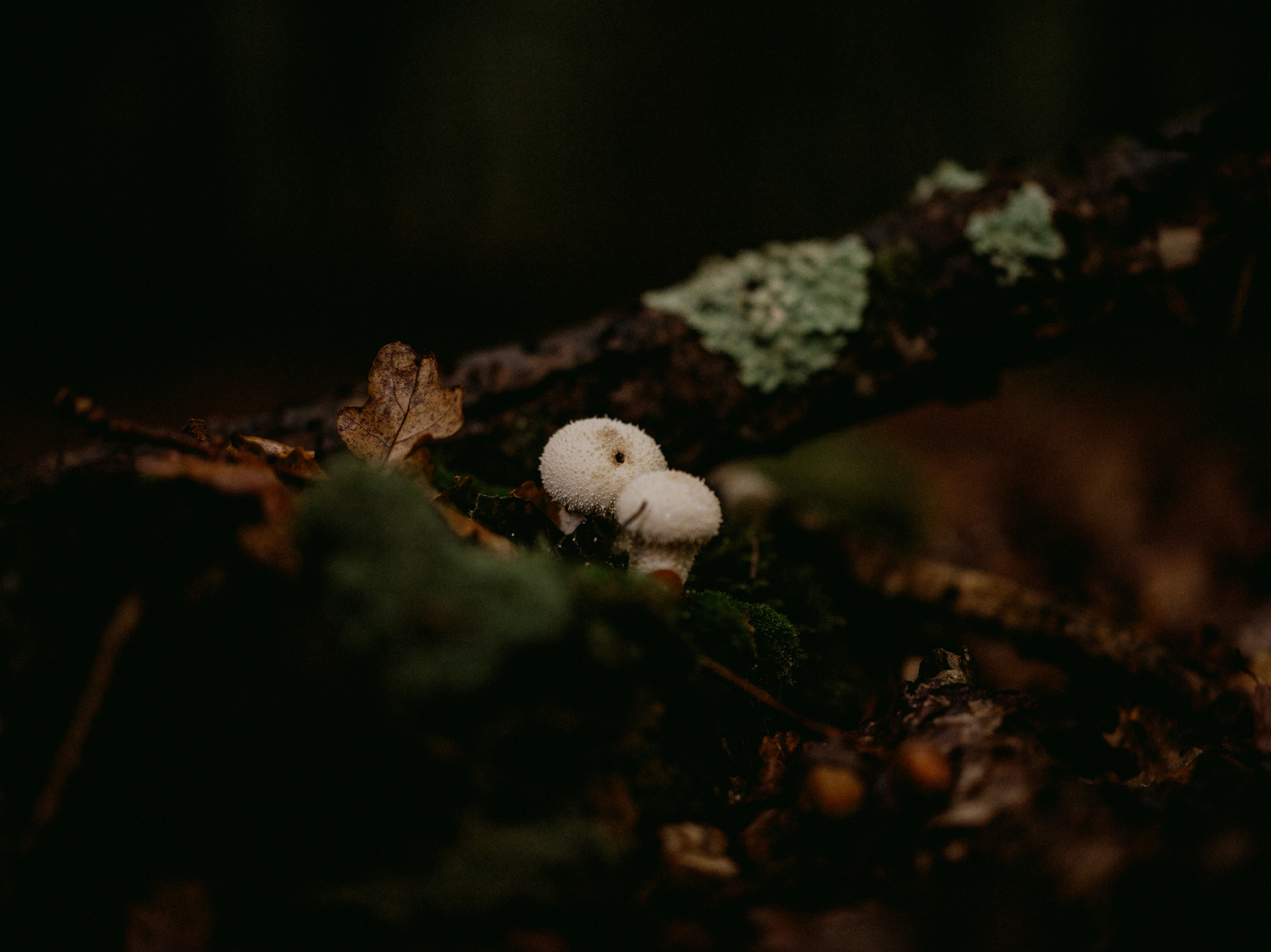 Quiet Forest Studio: White Mushrooms Nestled in Mossy Decay