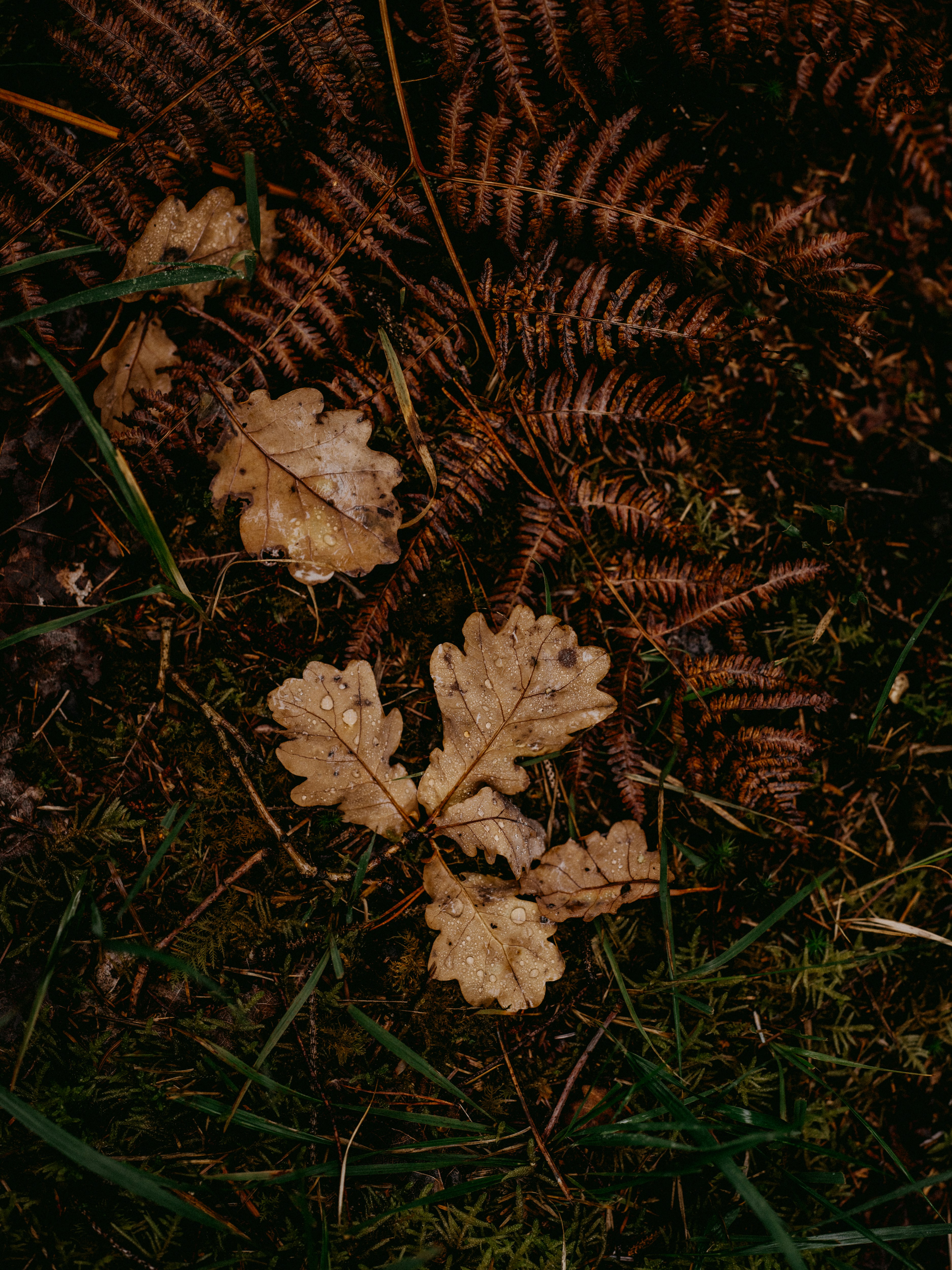 Dew-kissed pale oak leaves rest on damp soil among brown ferns and green blades on a dim forest floor.