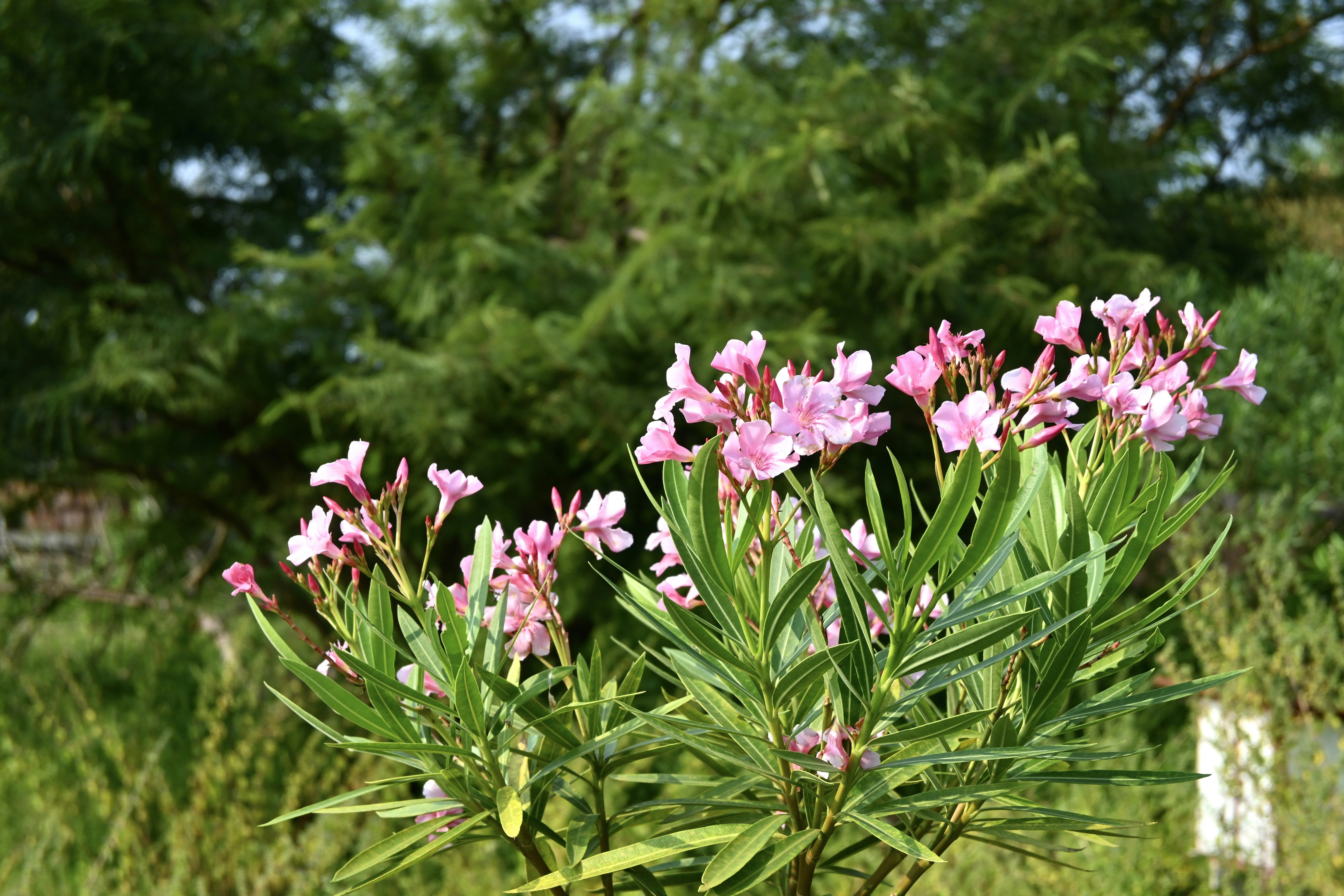 Sunlit Pink Nerium Oleander Bloom: Close-up against Verdant Backdrop
