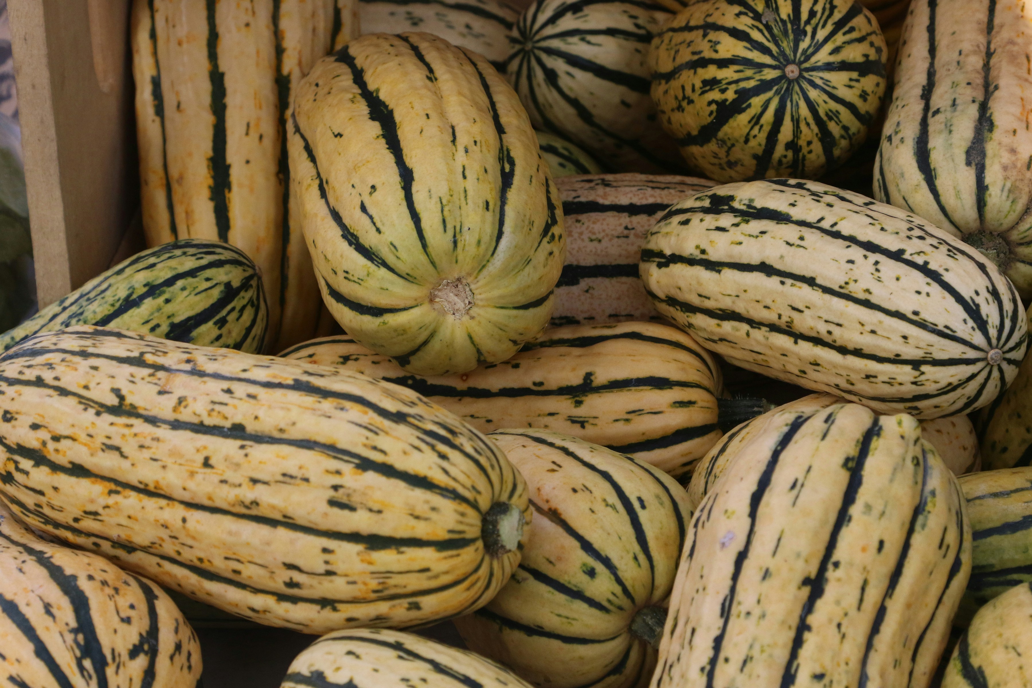 A pile of yellow and black gourds sitting next to each other photo ...