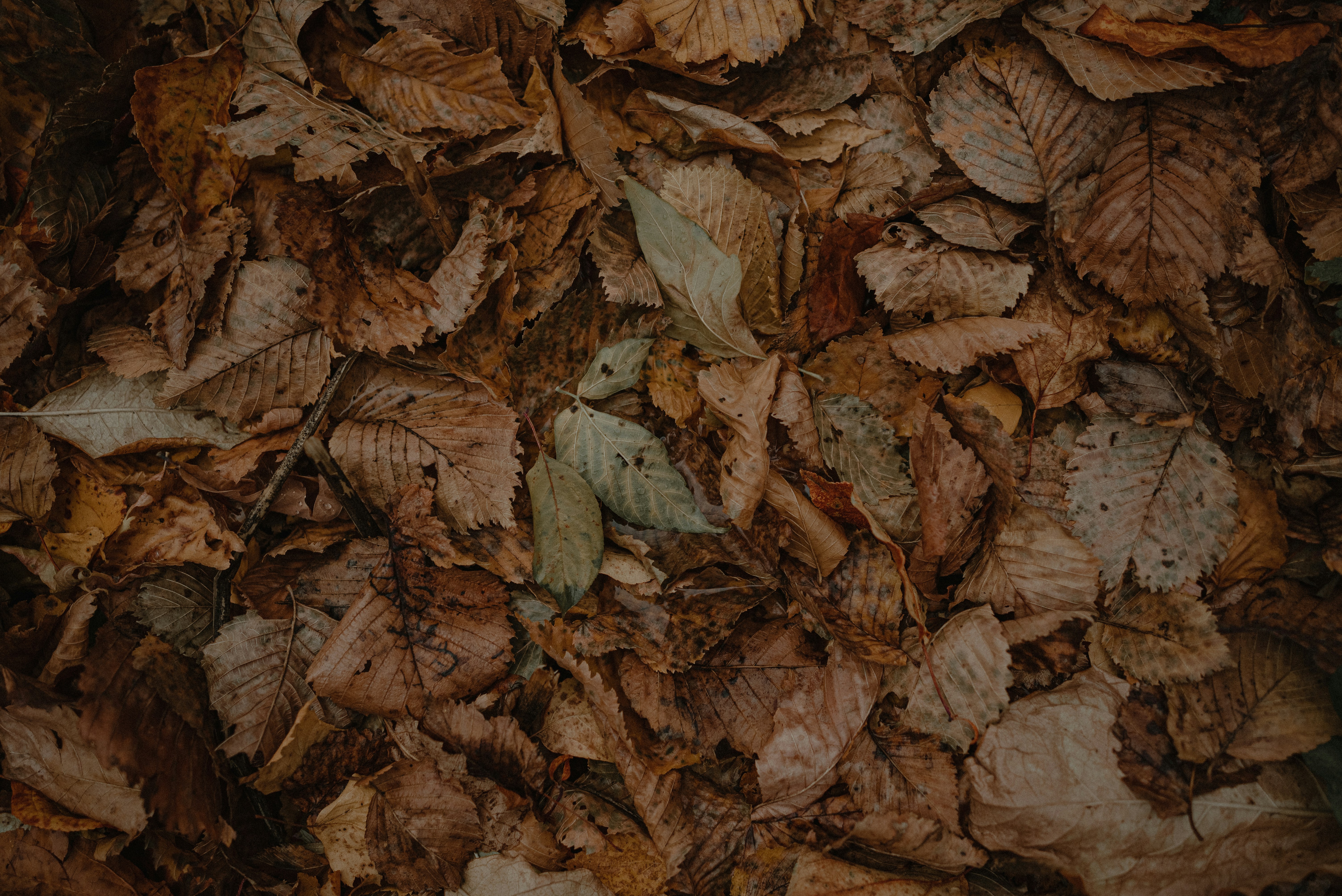 Talebones 🔭 | S.E. Reid | Substack