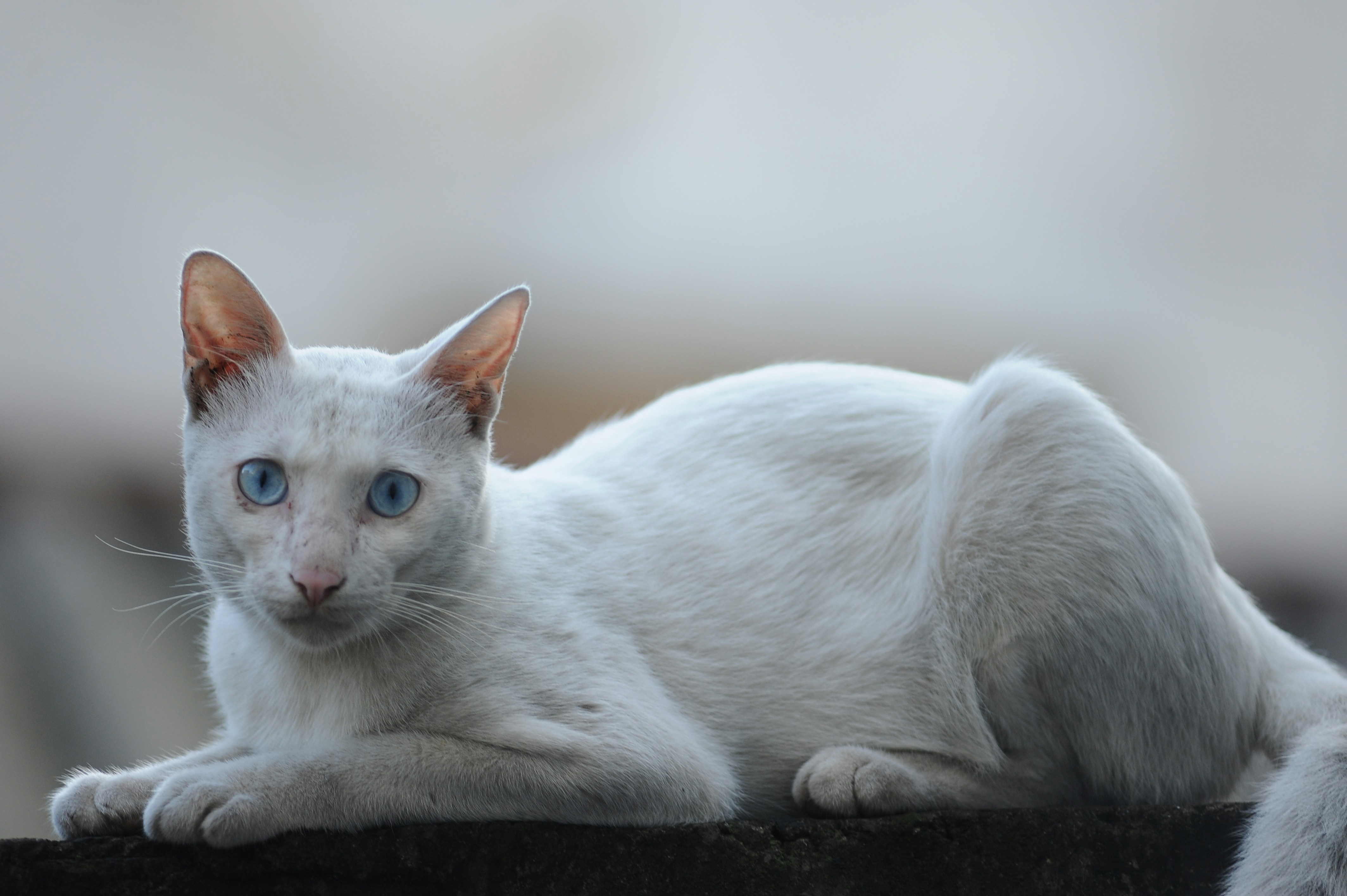 A white cat with blue eyes laying down photo – Free Cat Image on Unsplash