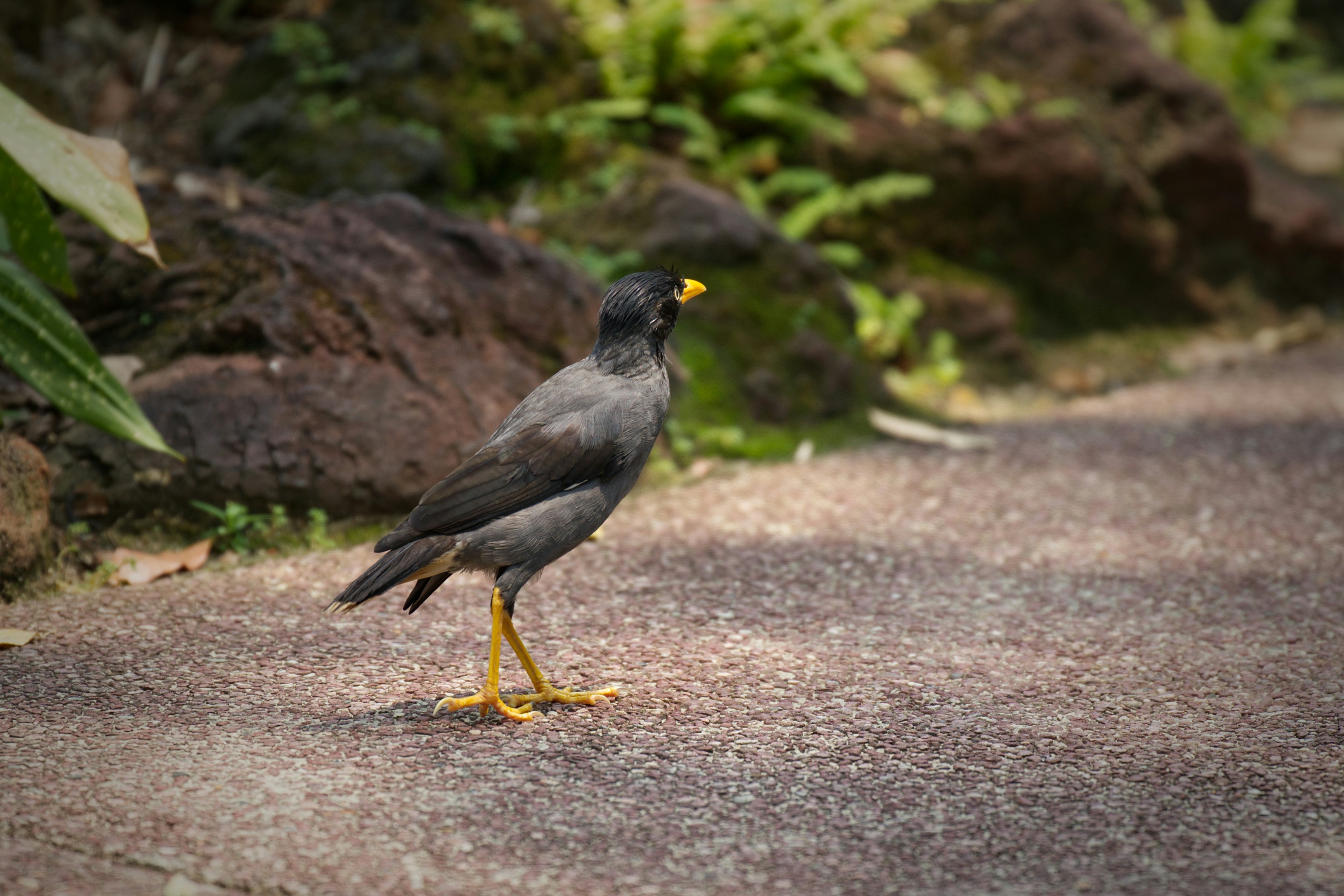 Yellow-Legged Myna on a Pebbled Garden Path