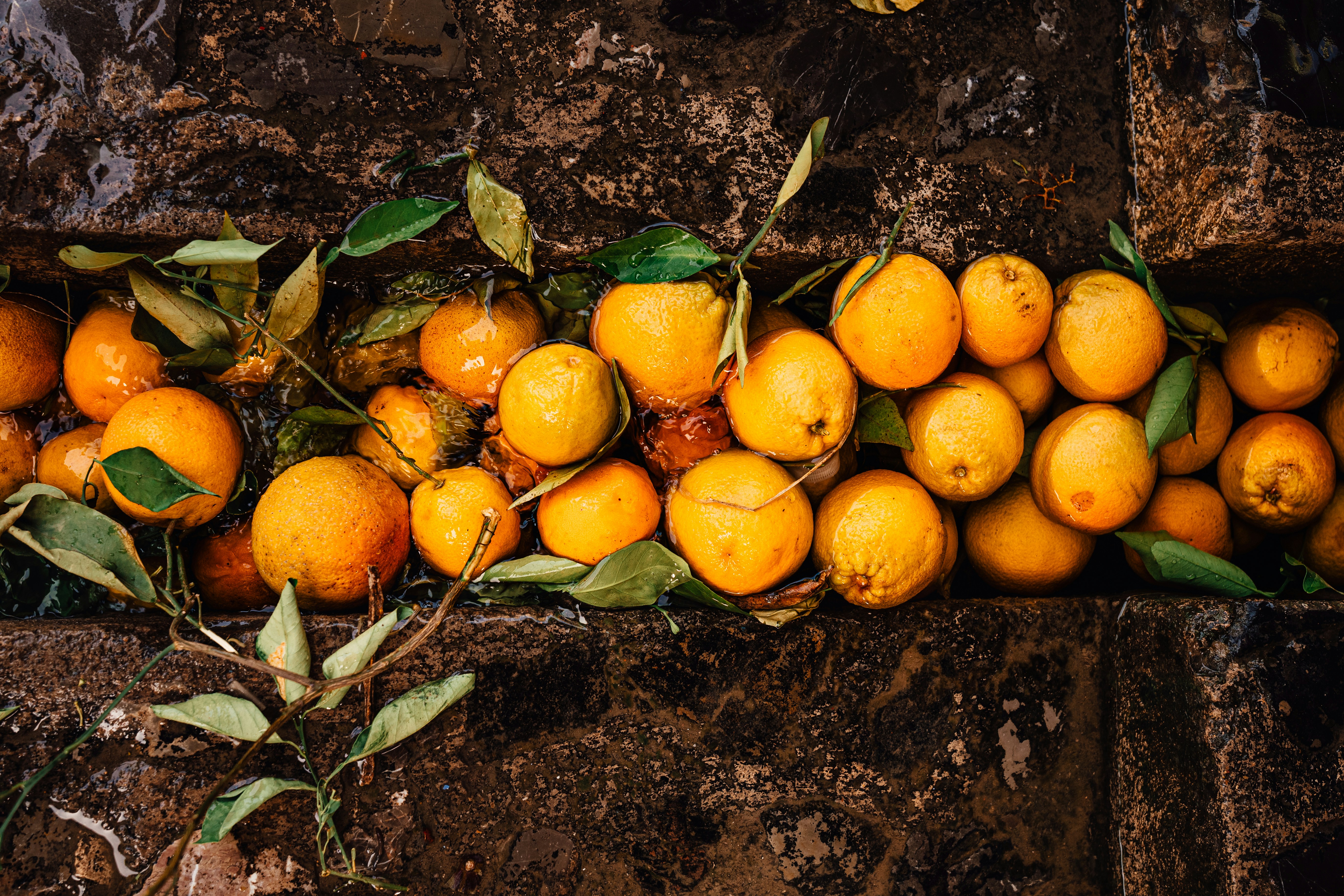Orange Line: Sun-Warmed Oranges Lined by Mud and Leaves
