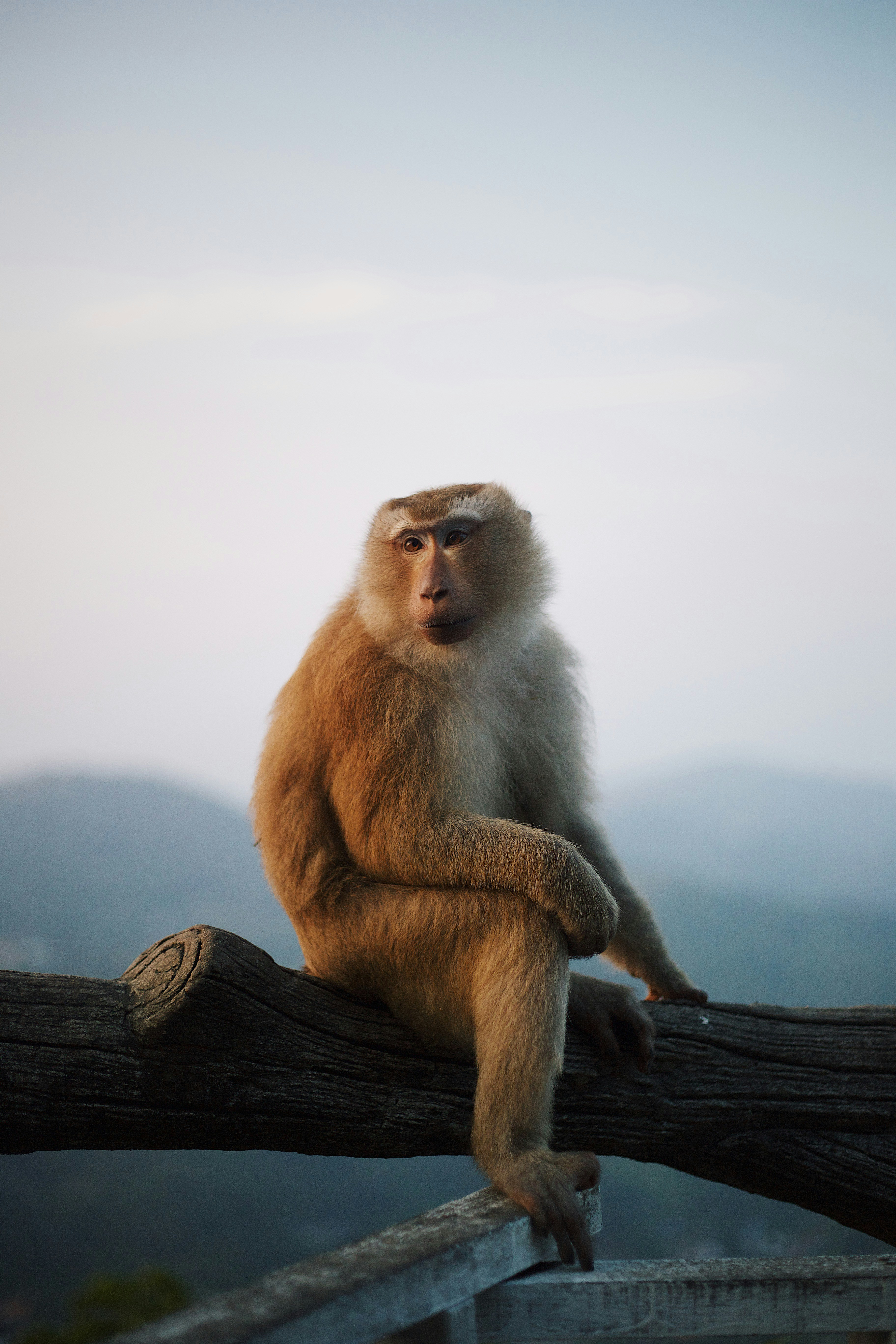 Macaque's Quiet Gaze on a Weathered Log at Dusk