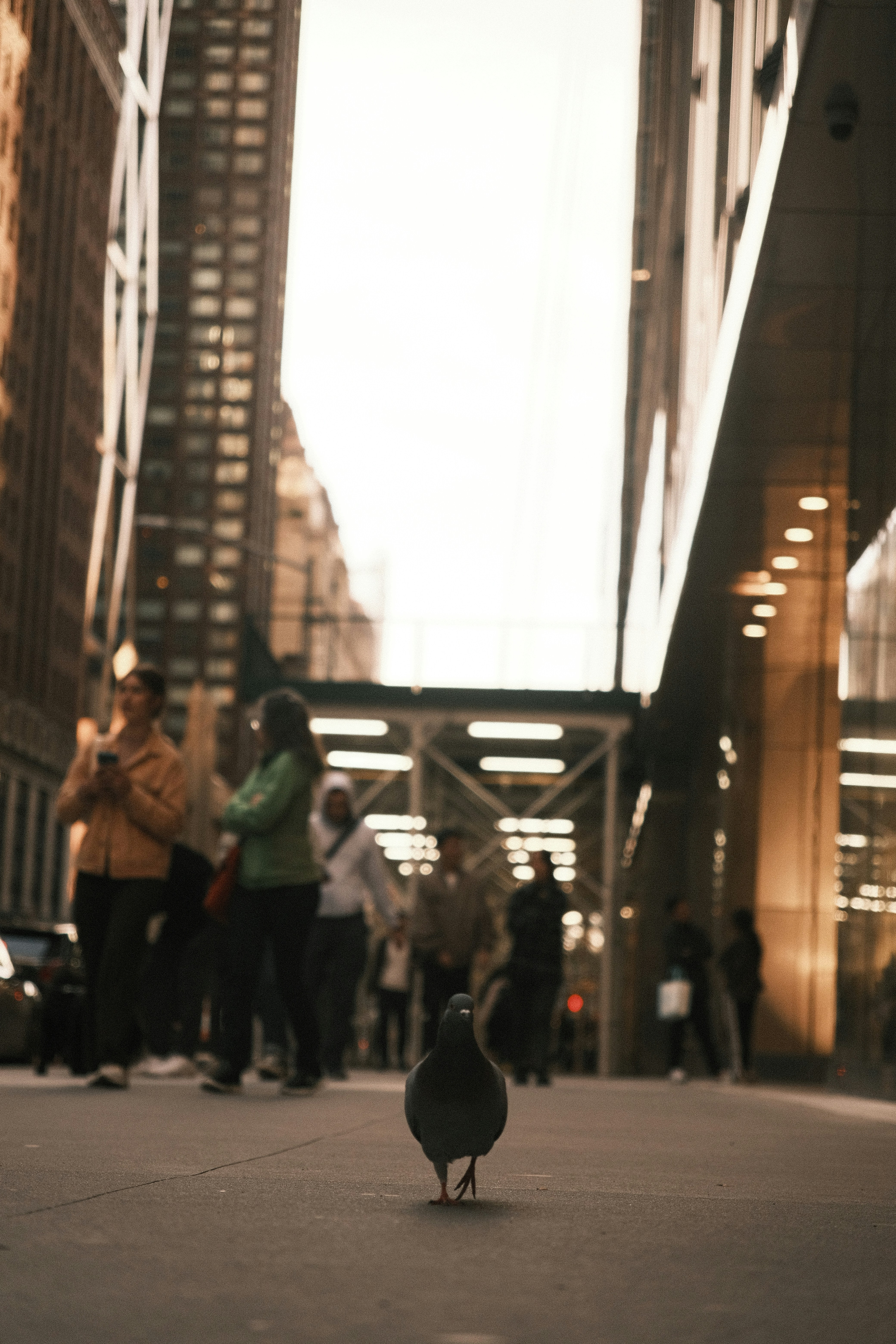 Pigeon in the Pedestrian Canyon: A Quiet Moment Among Glass and Motion