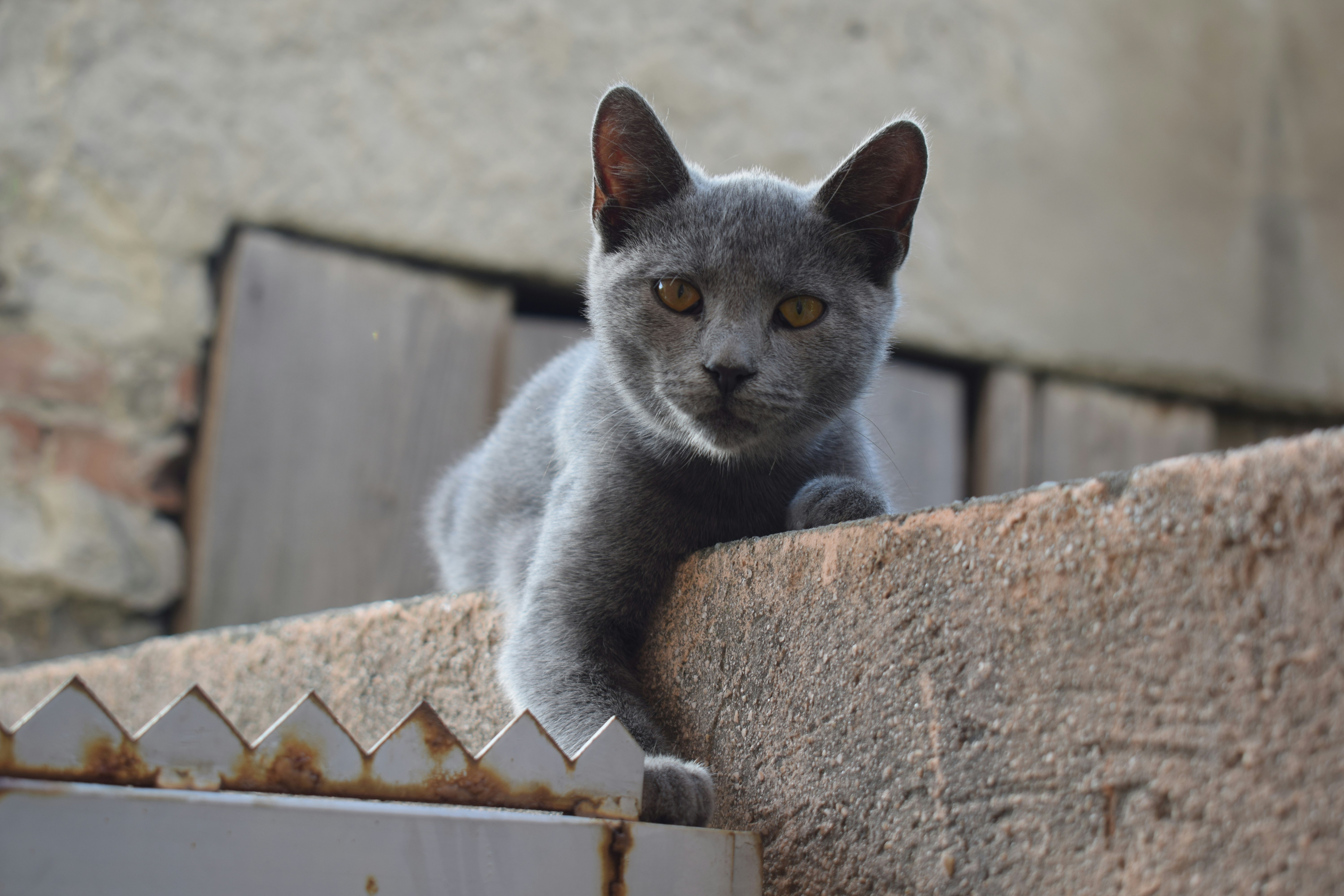Gray Cat Perched Above a Weathered Wall