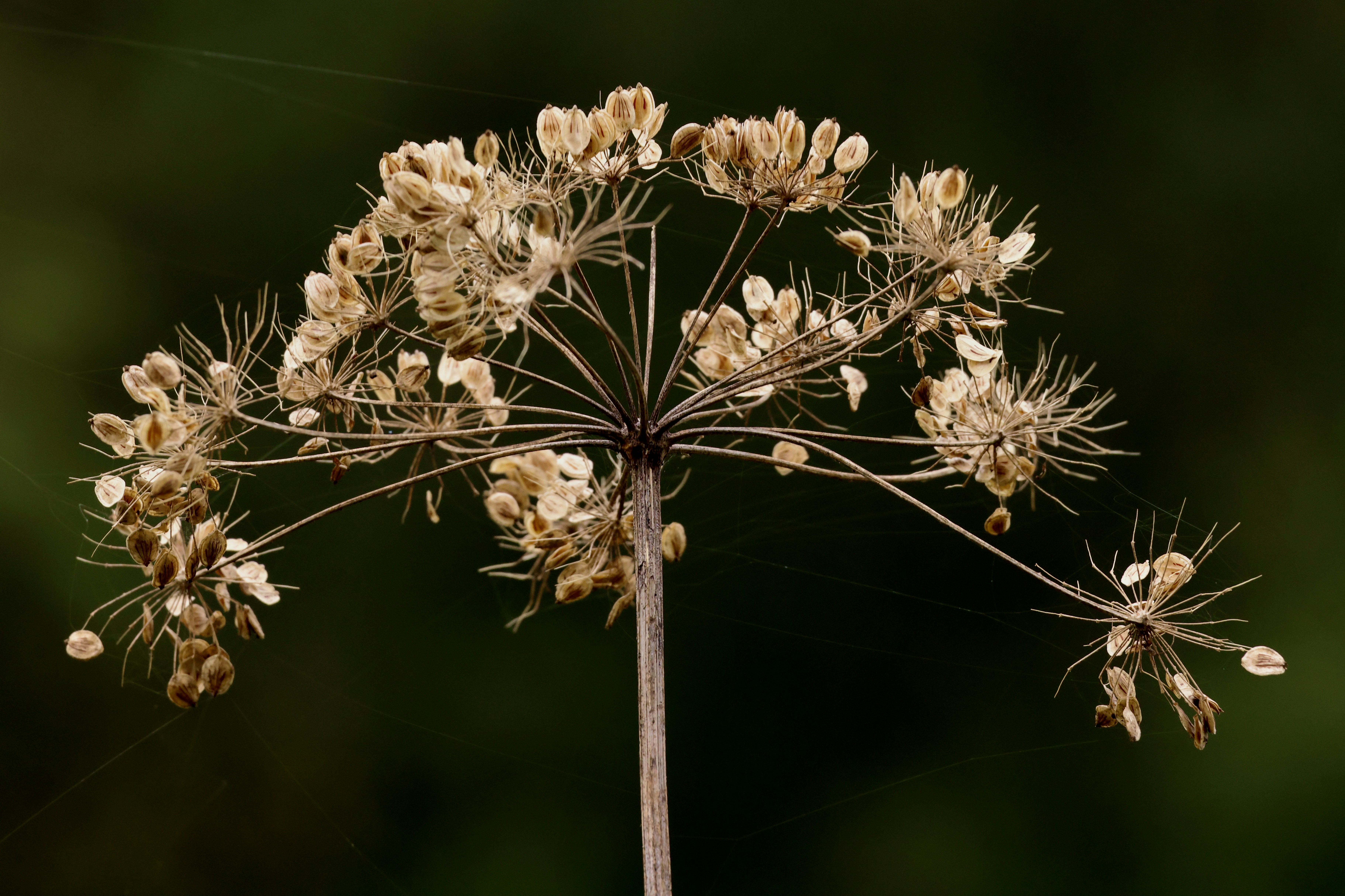 Central Umbrella of Withered Verbascum
