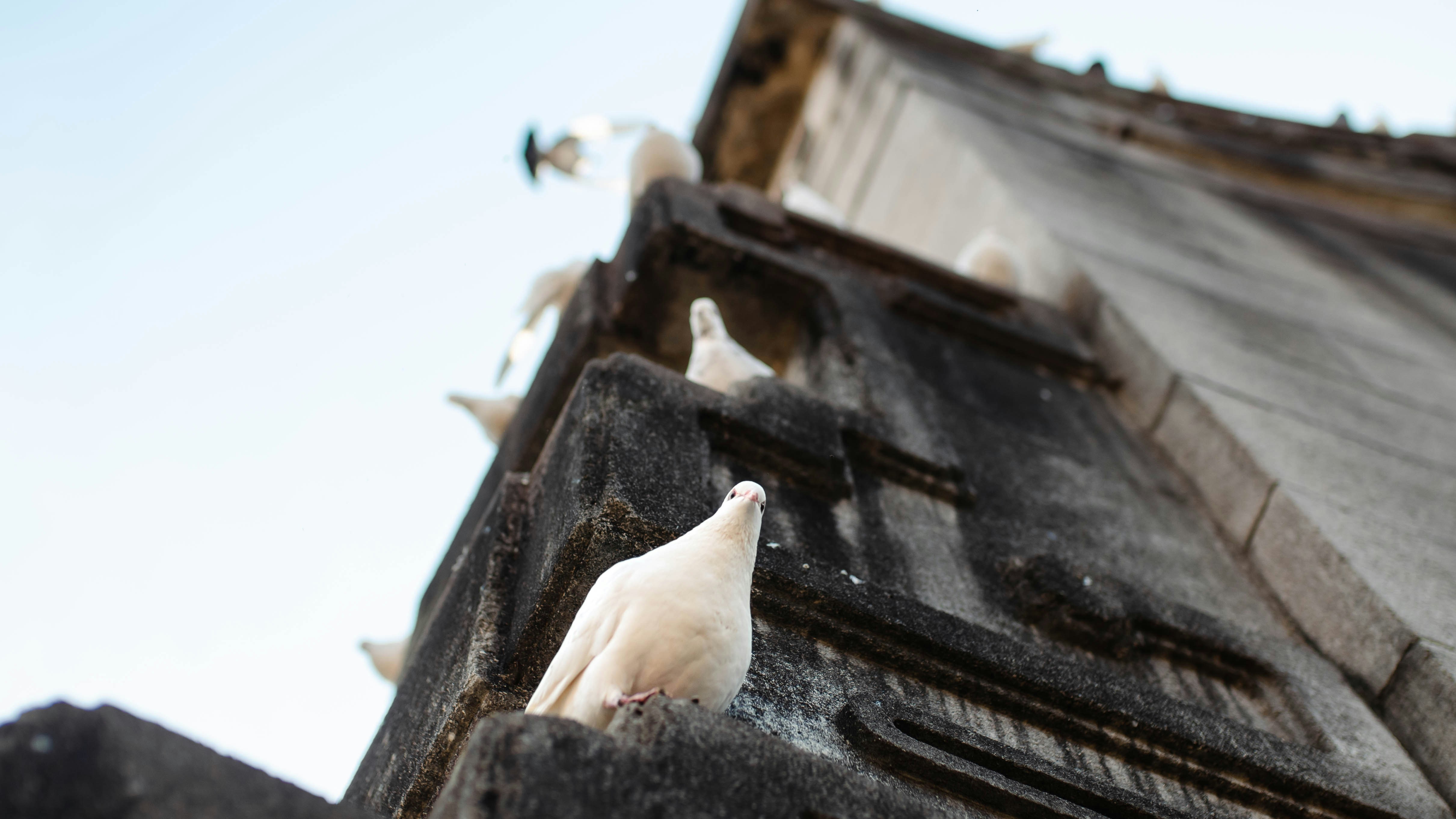 Urban Perch: Doves on the Ledge