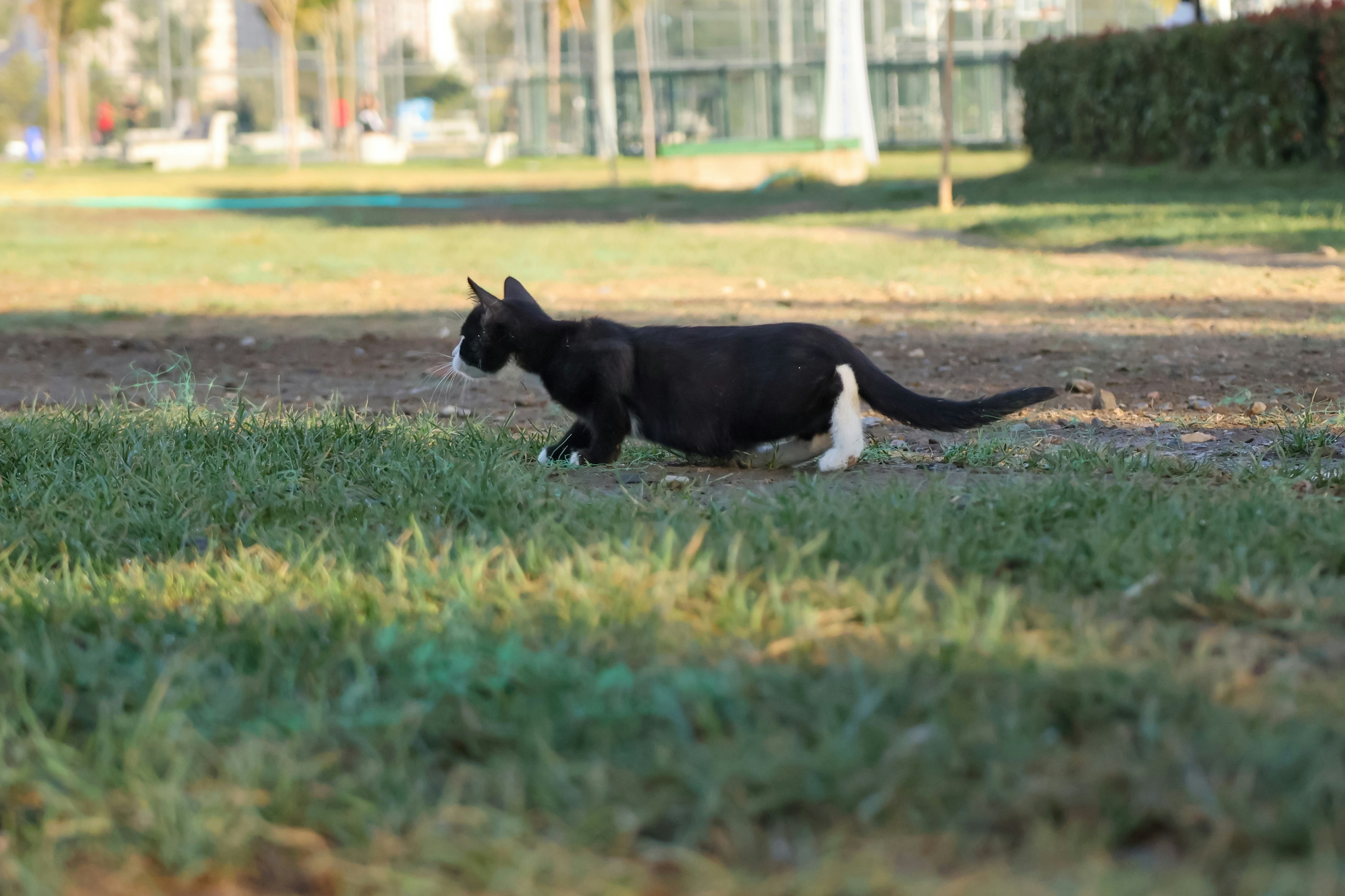 Sprint in Sunlit Park: a black-and-white terrier in mid-trot