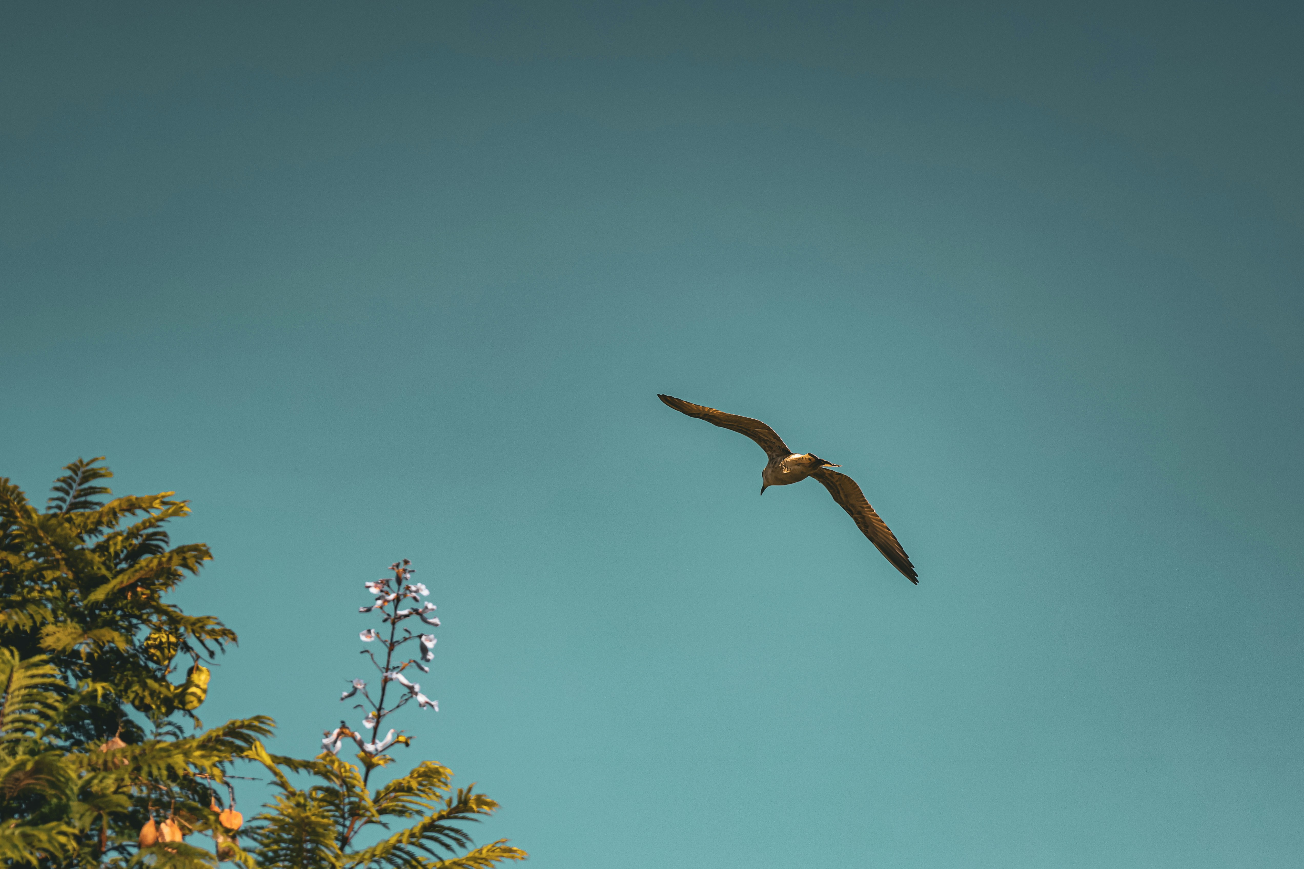 Lone Gull in a Turquoise Sky Over Fern-Fringed Edge