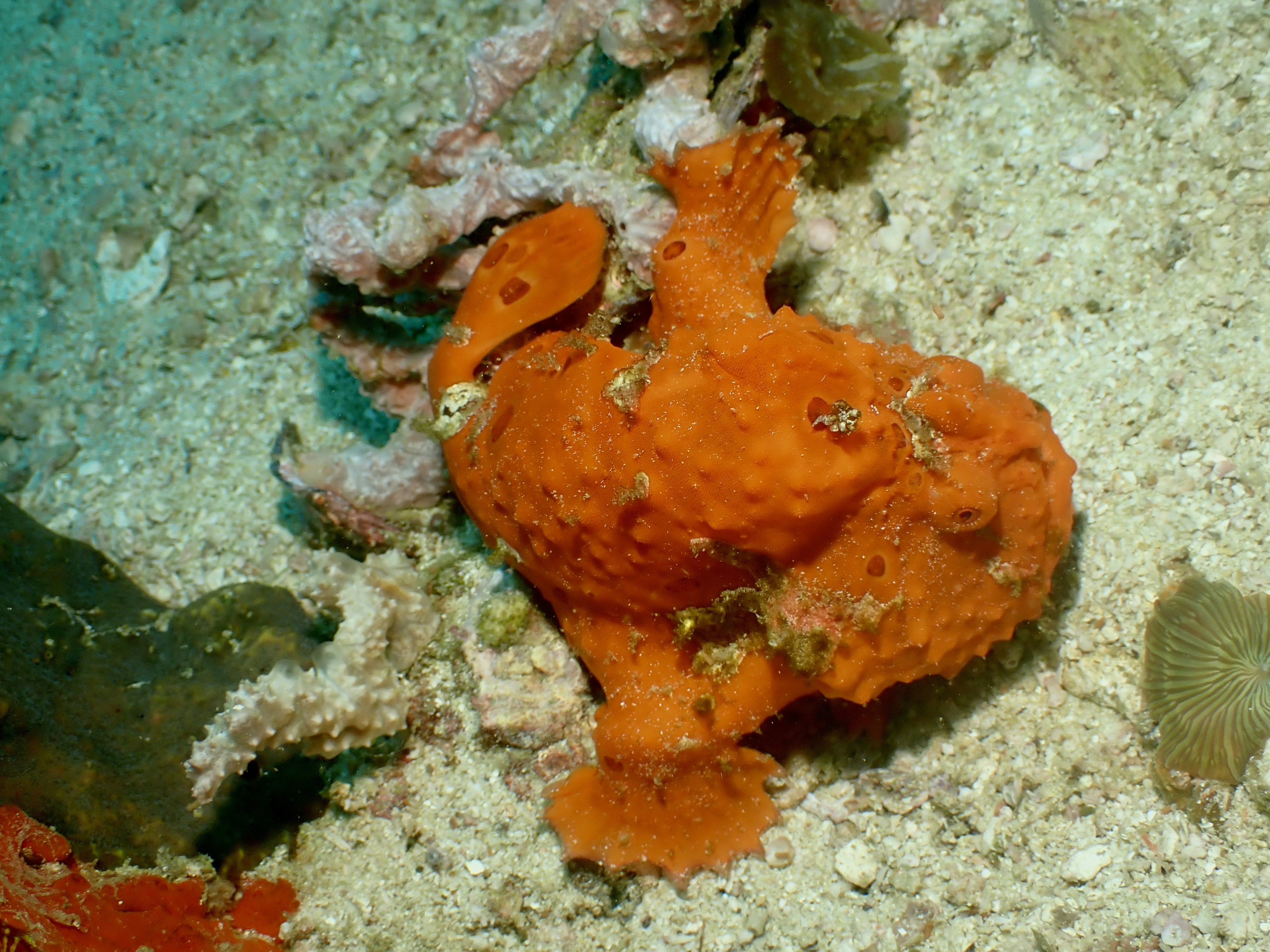 Ginger The Clownfish Naked Pictures | Download Free Images on Unsplash