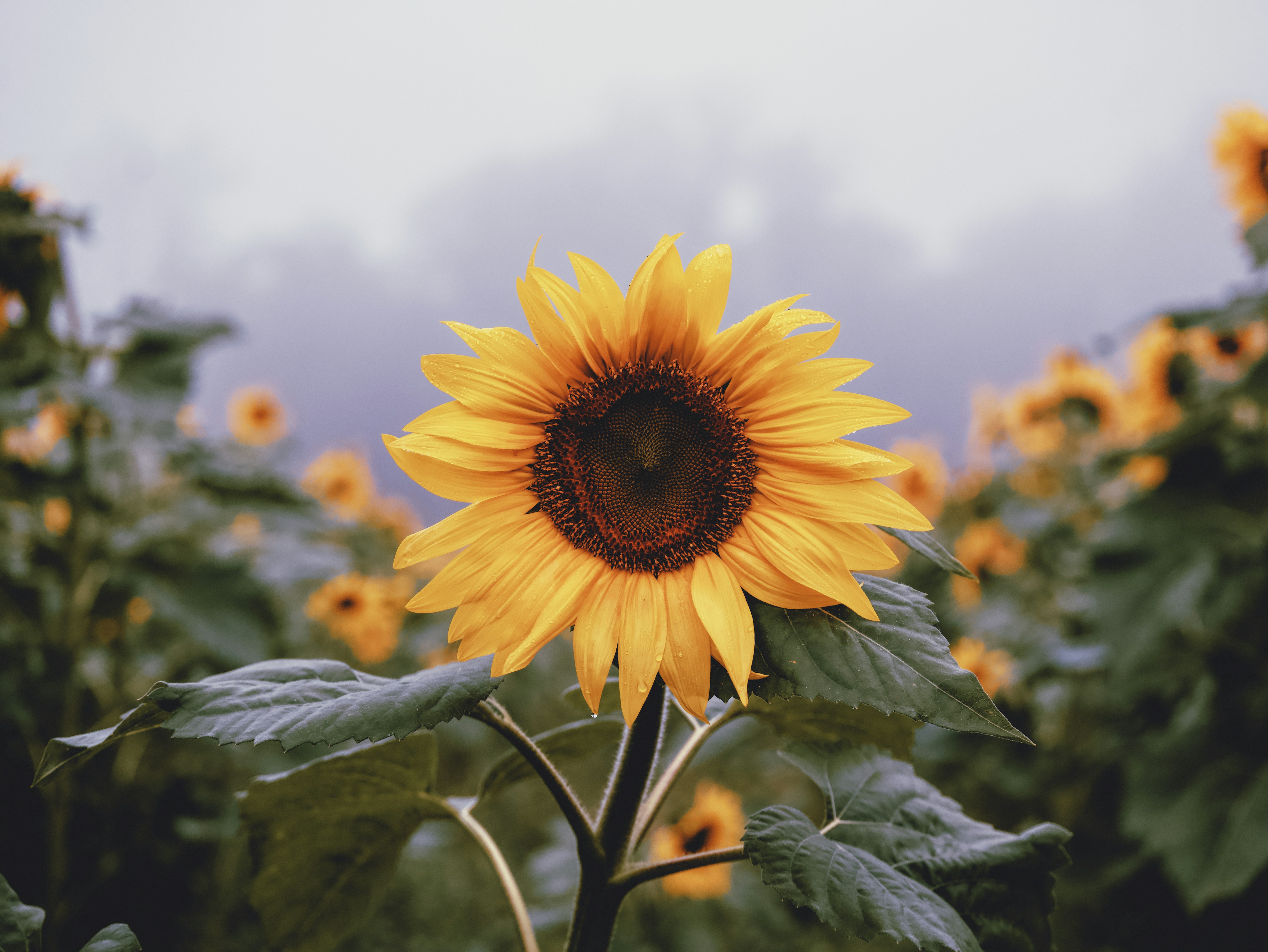 A large sunflower in a field of sunflowers photo – Free Jarrettsville ...