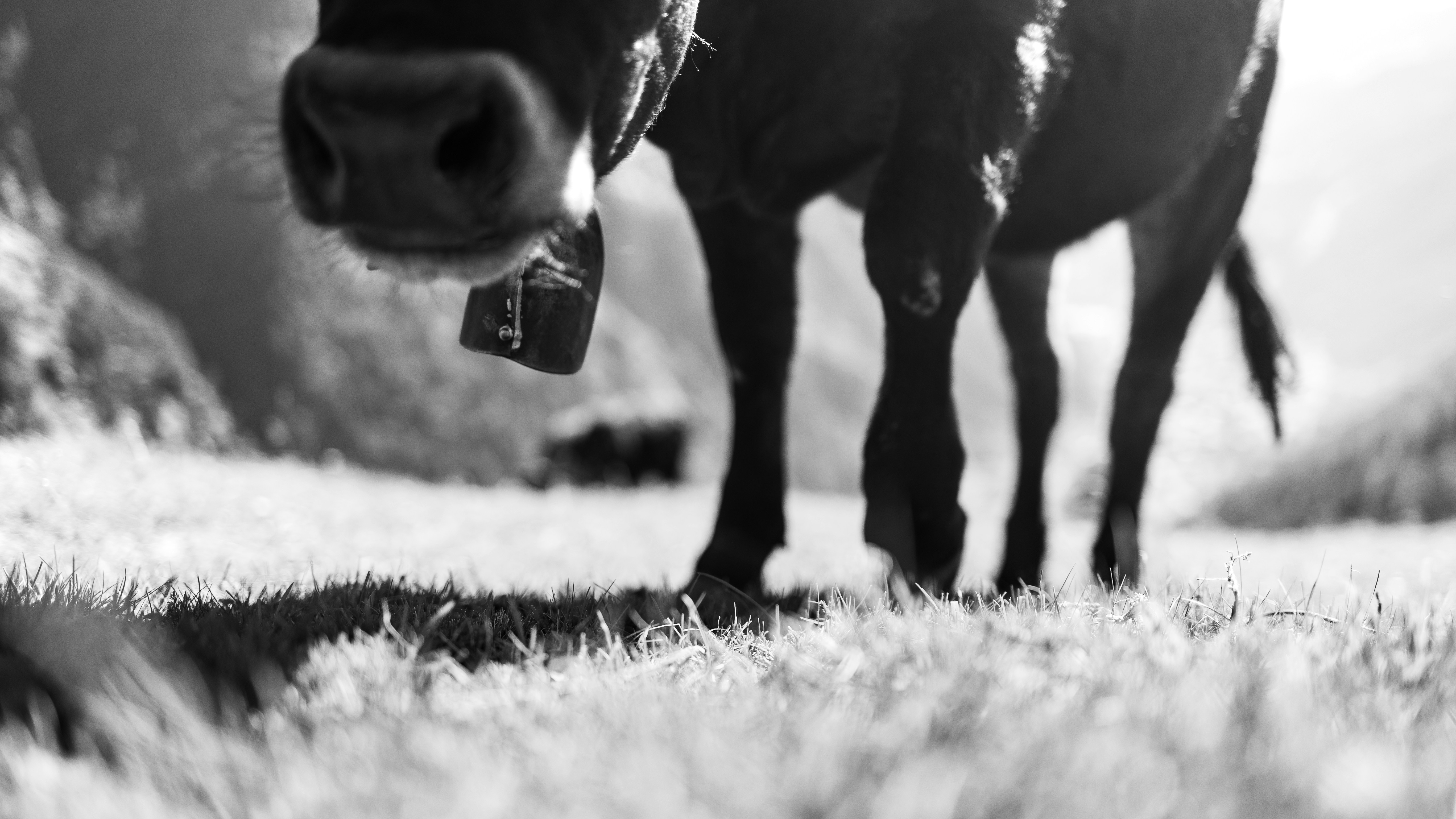 Close-Up Field Encounter: A Dog's Nose and Collared Collar
