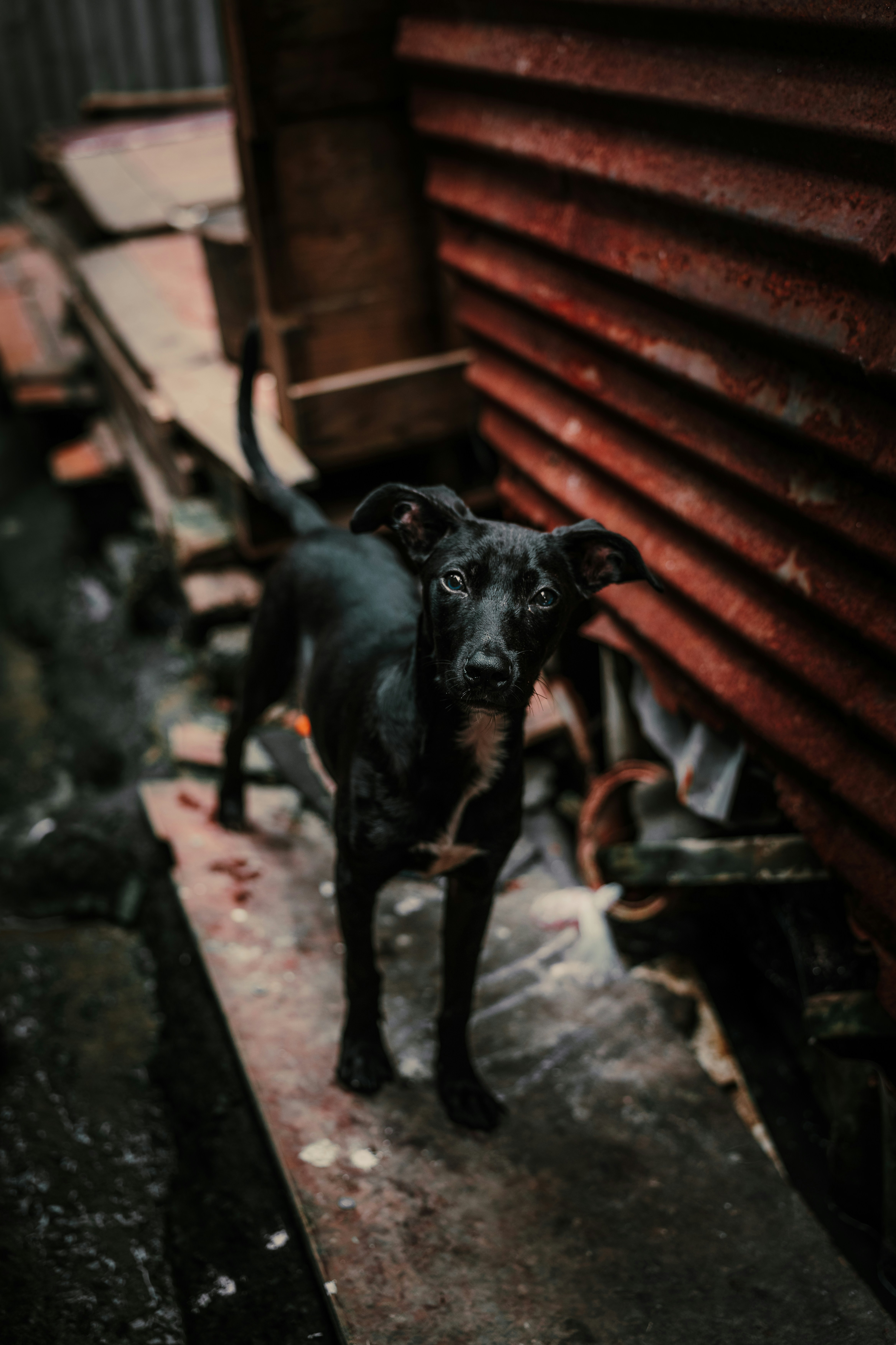 Stray Animals Pictures | Download Free Images on Unsplash