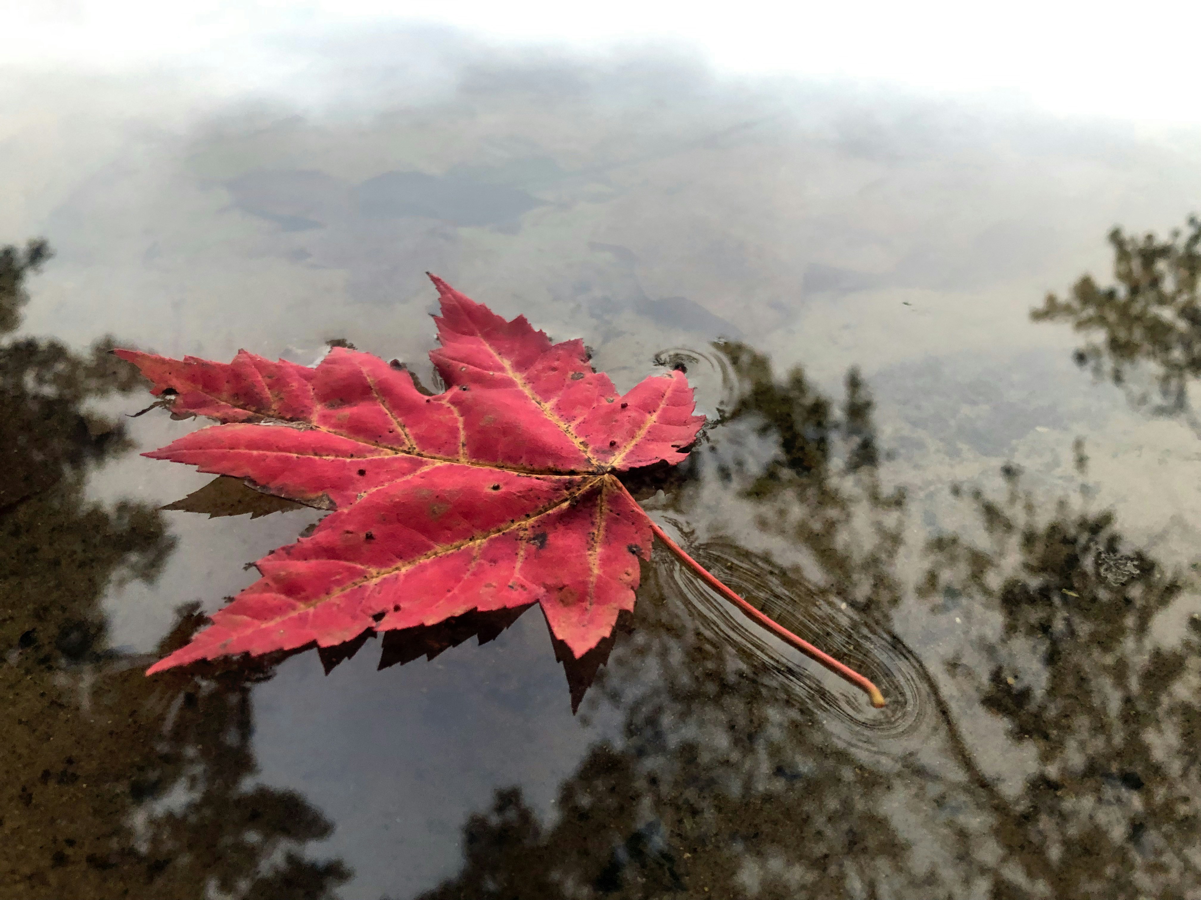 Floating Maple Leaf