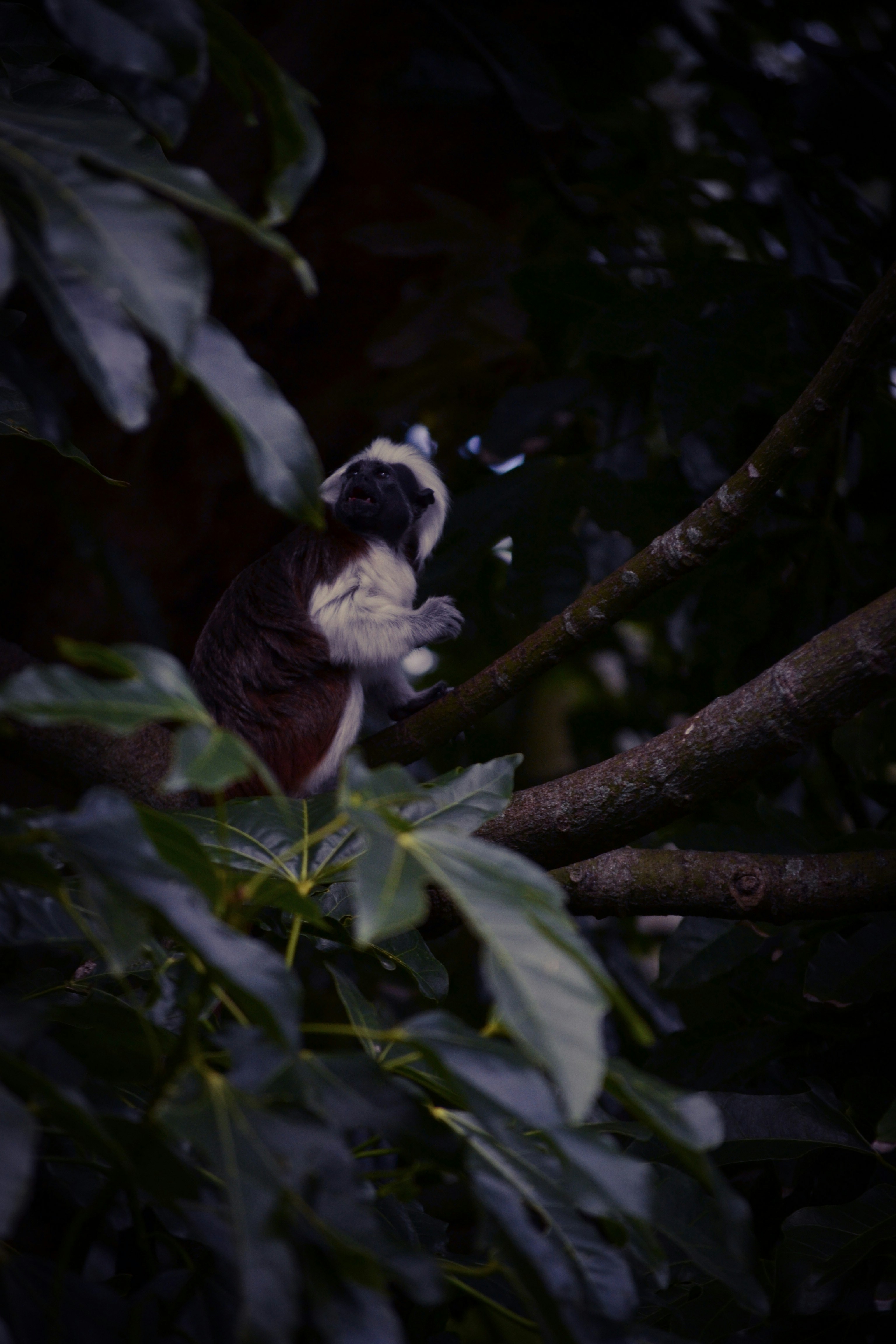 Whitened Face in the Dark Canopy