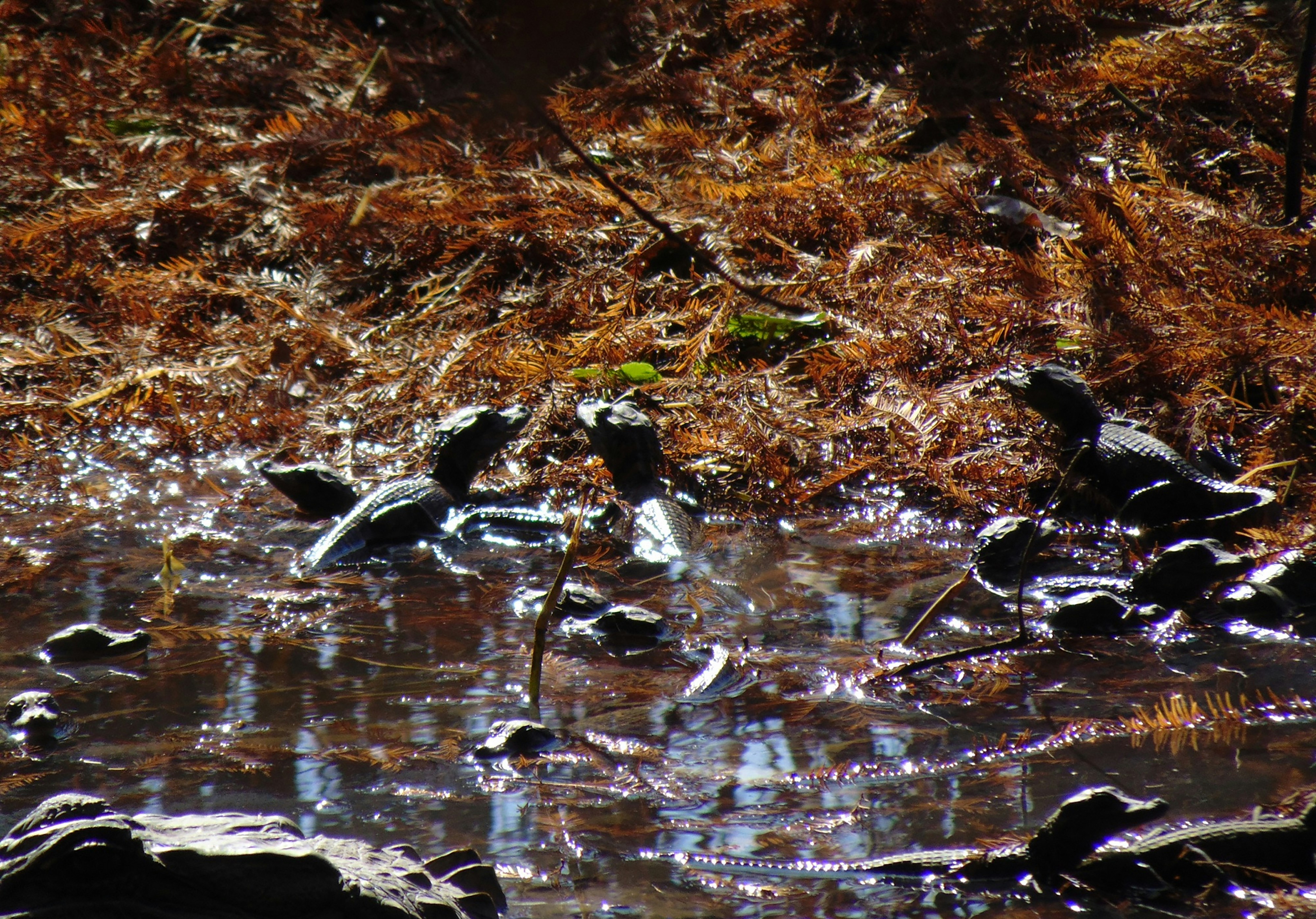 Baby alligators resting on their mother in a sunlit marsh.
