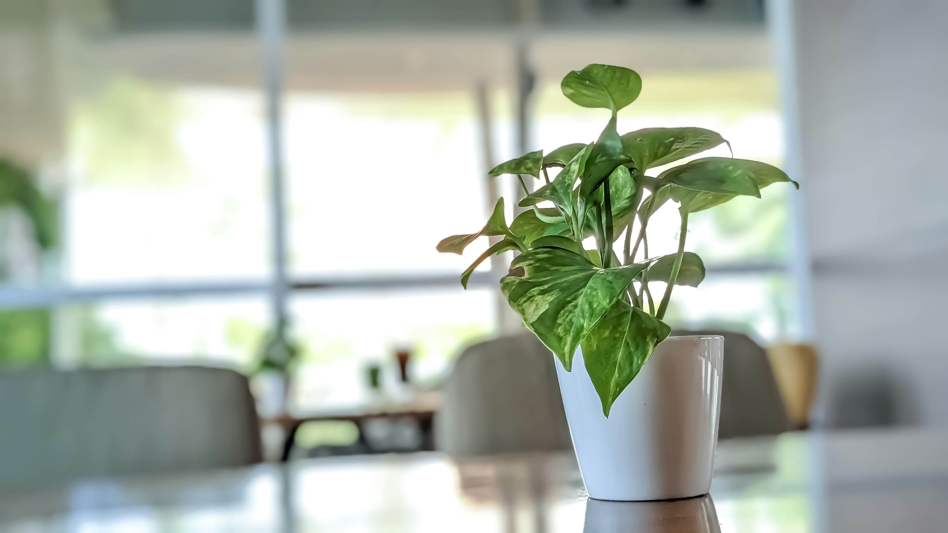 Selective focus of green plant in the clear glass flowerpot on the table with blurred background. Nice delicate decoration. Green concept