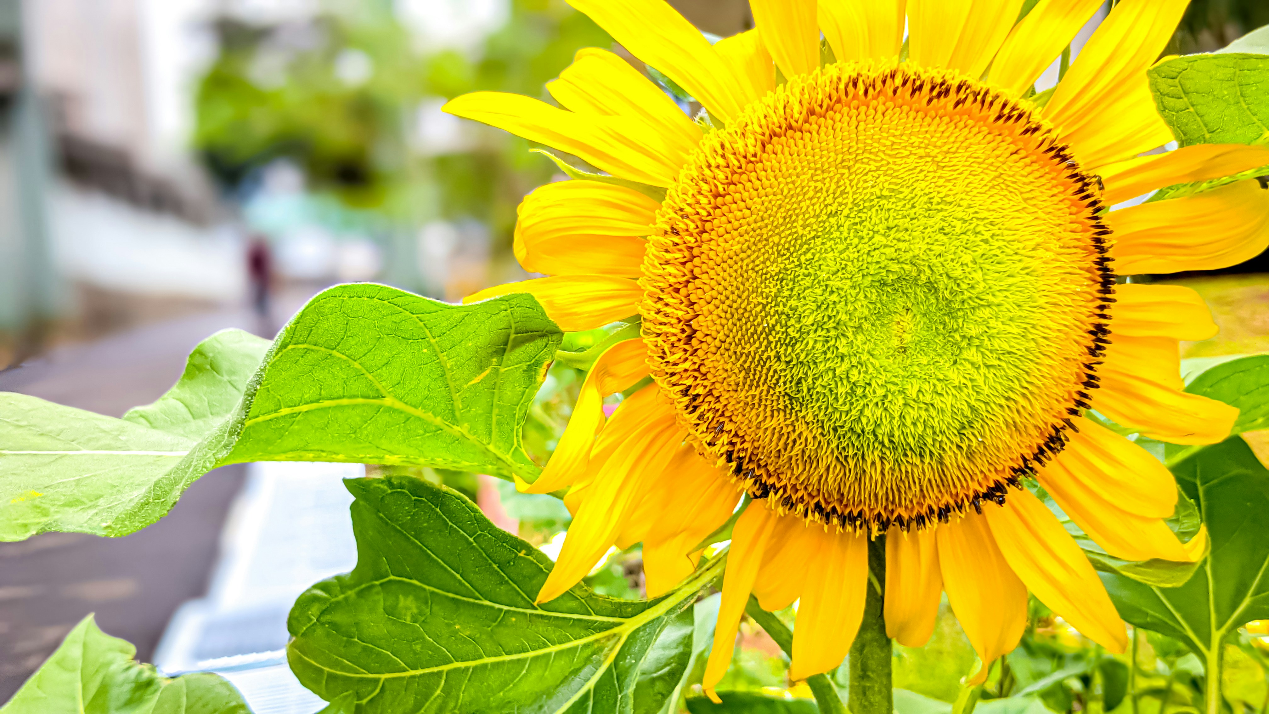 Selective focus. A Blooming Sunflower in cloudy morning with bokeh background