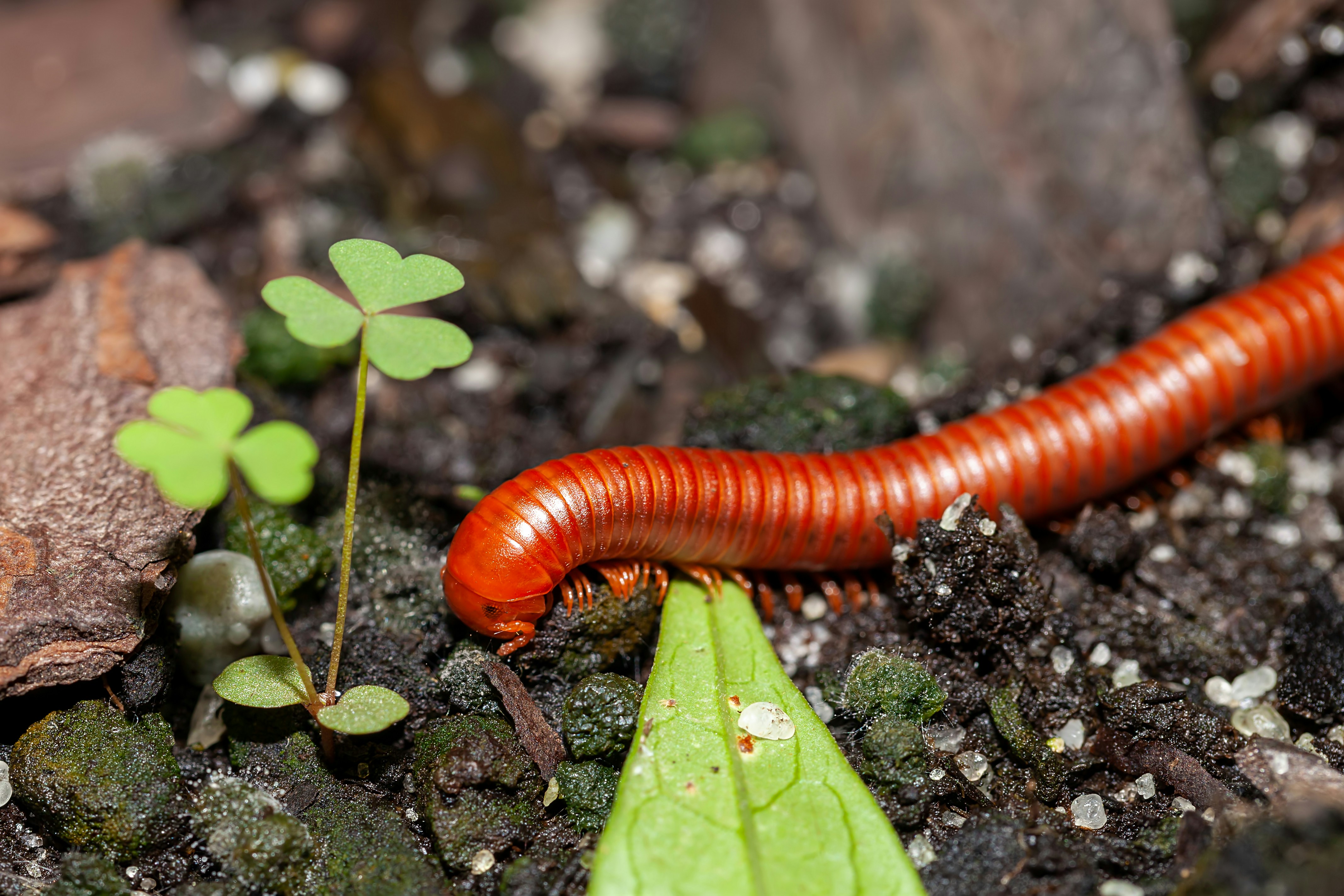 A close up of a red caterpillar on the ground photo – Free Insect Image ...