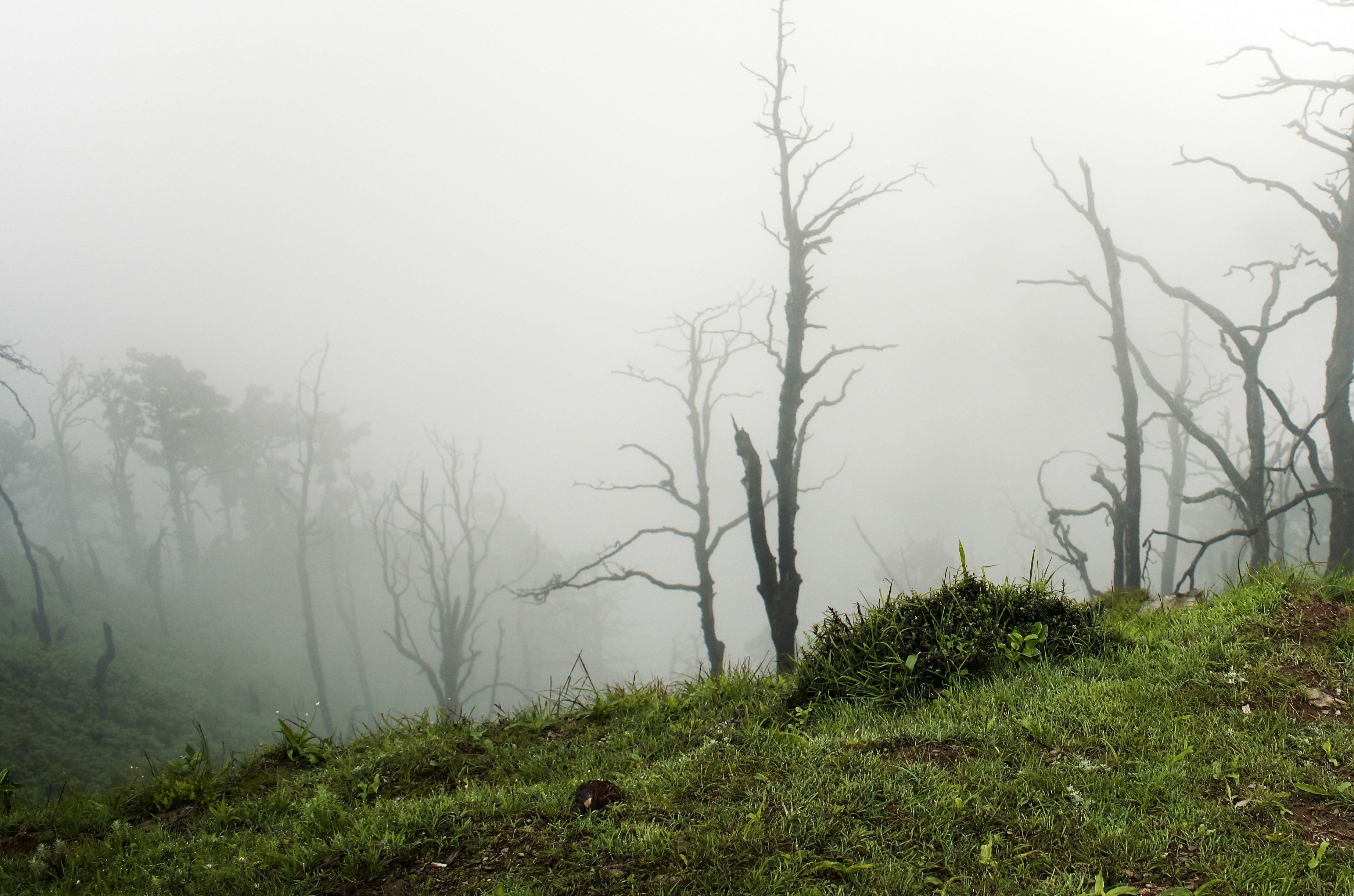 A foggy forest with dead trees on a hill photo – Free Wallpaper Image ...
