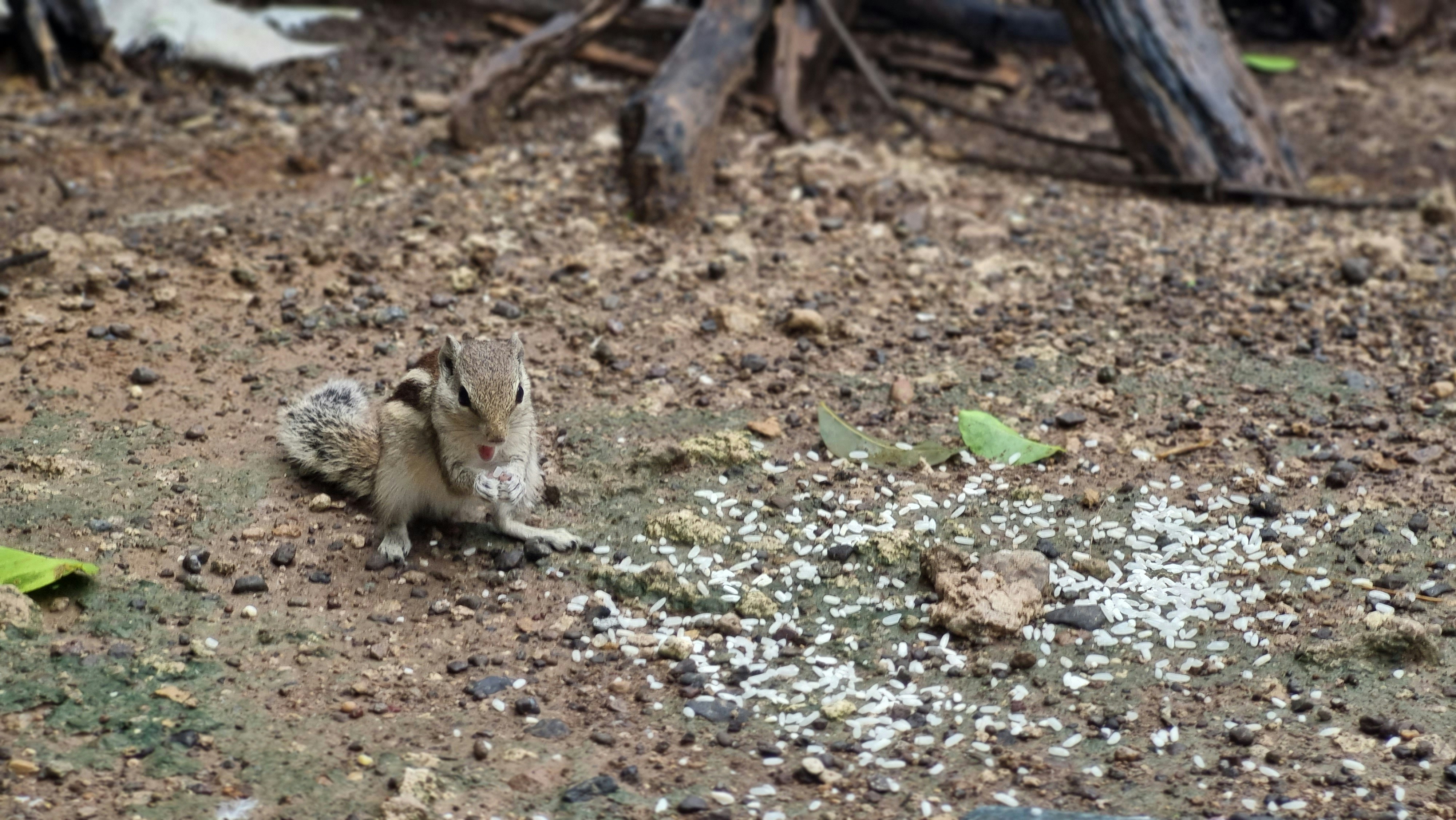 Chipmunk sits among scattered white seeds on earthy ground, with a rustic natural backdrop. A small wildlife moment highlighting attention to foraging behavior.