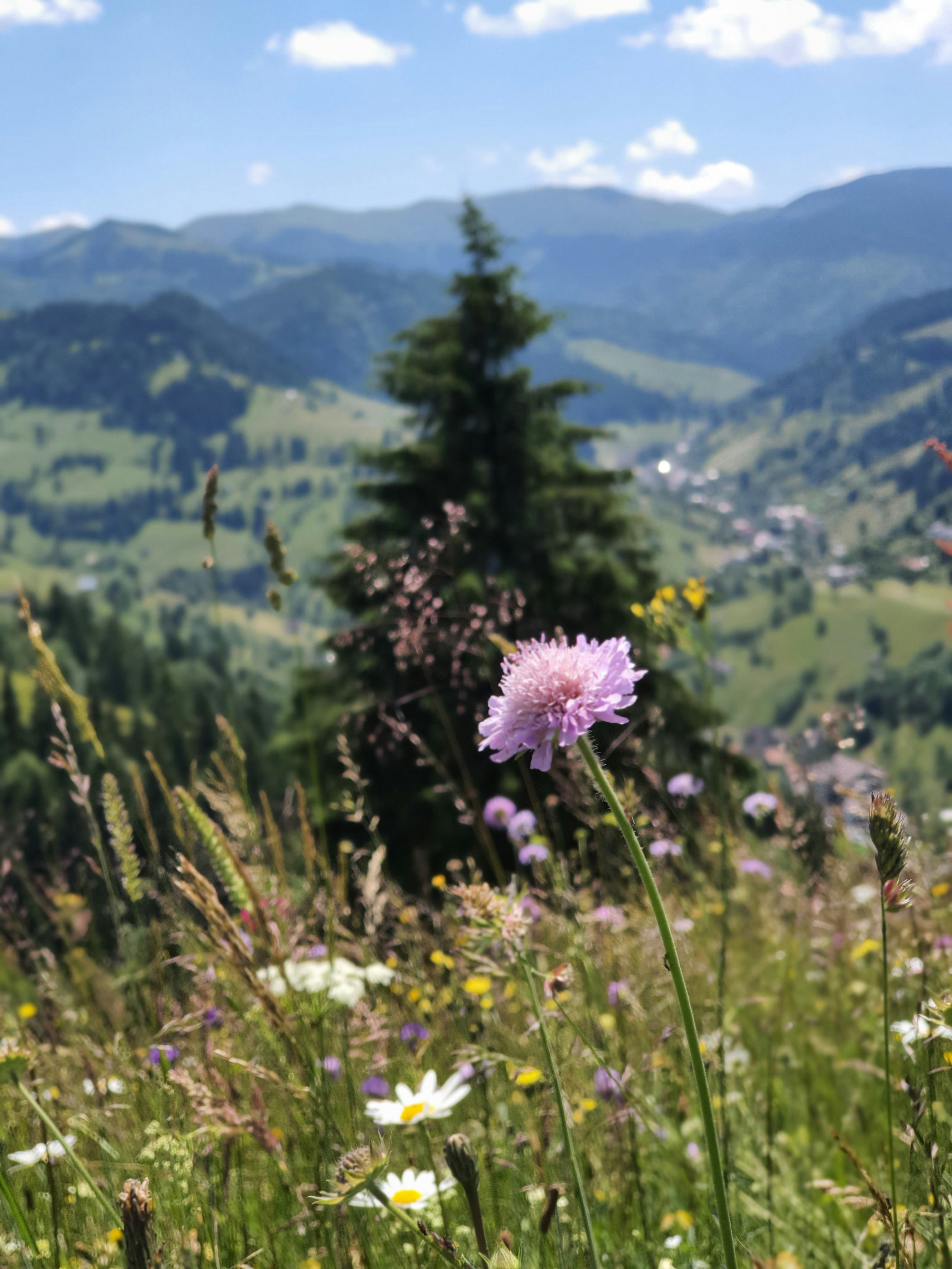 Close-up of a pink wildflower in a sunlit alpine meadow with rolling hills and a distant village blurred in the background.