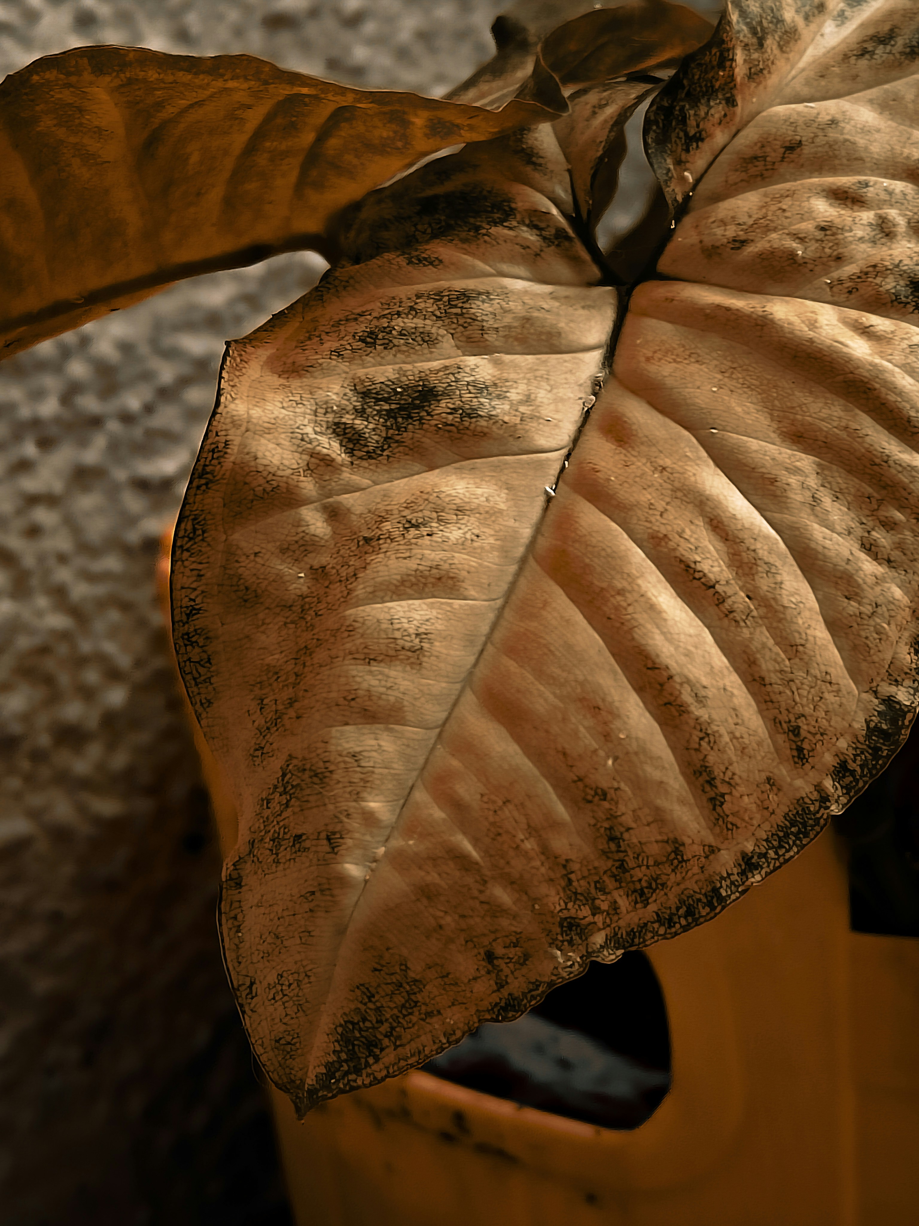 Close-up of a dried leaf showcasing intricate textures and subtle color variations against a blurred background.