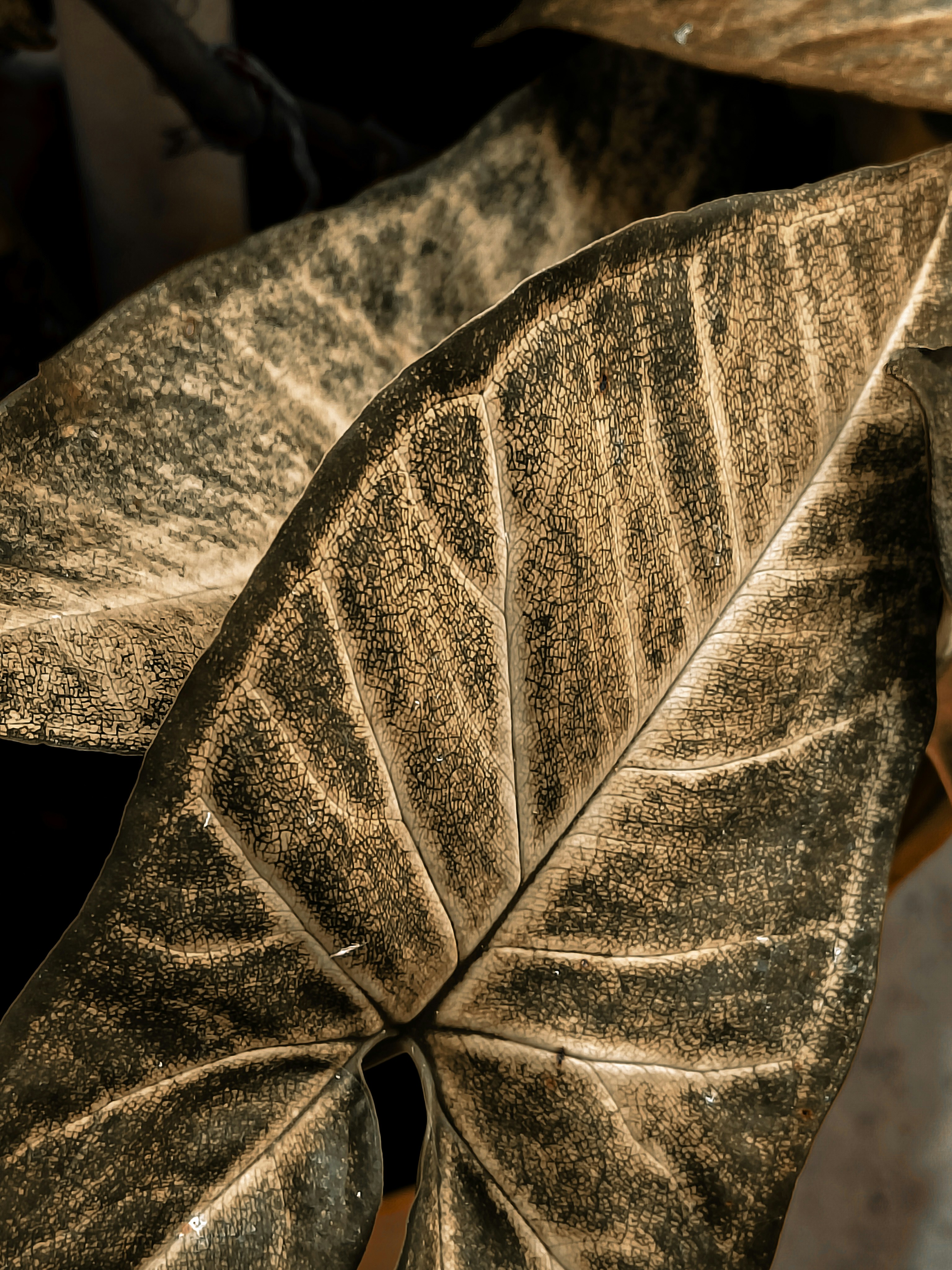 Sample photo from OnePlus Nord 2T