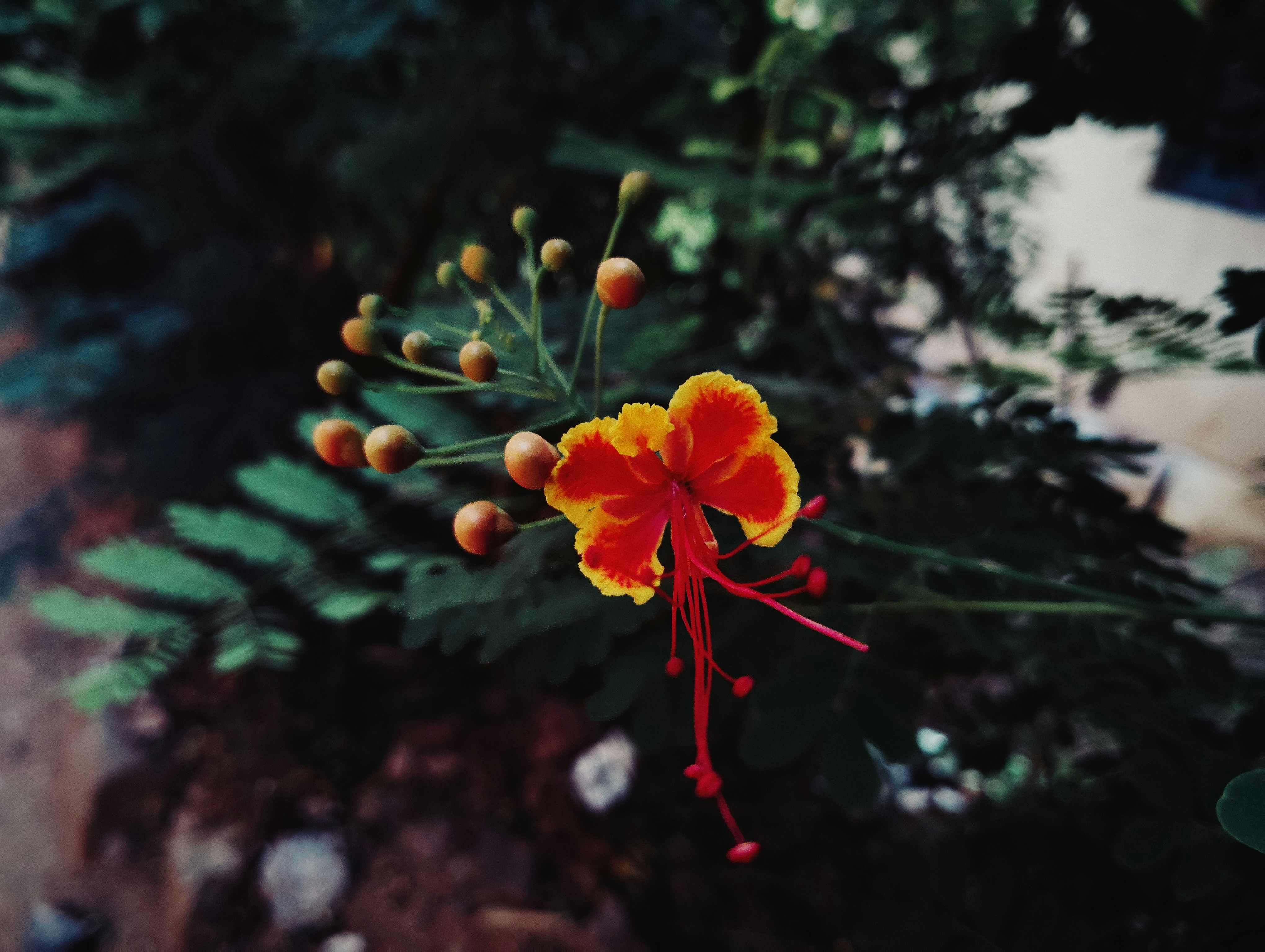 Close-up photograph of a yellow-orange hibiscus bloom with vivid red stamens against a blurred green garden background.