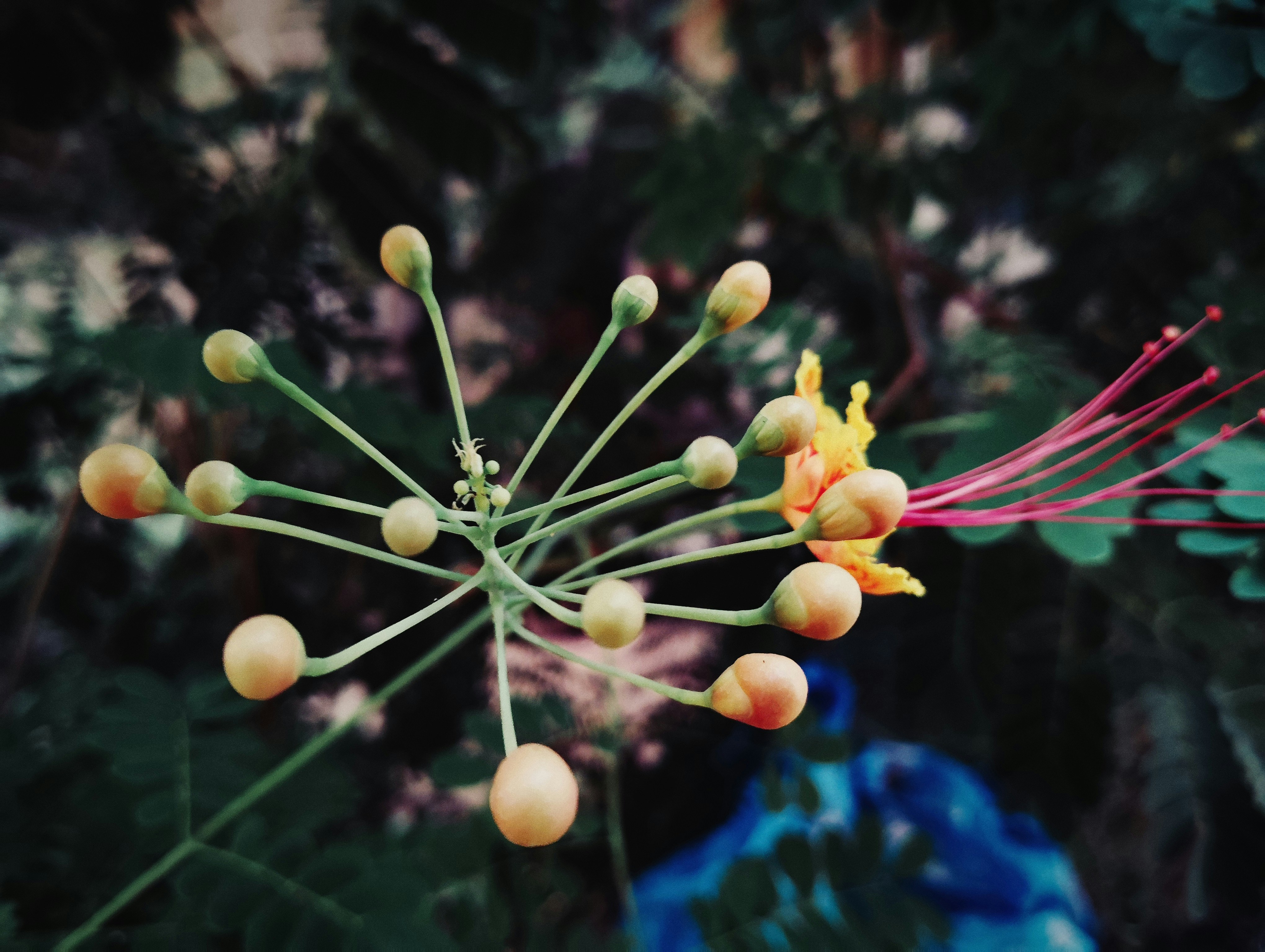 Close-up of a radial seed cluster with long stalks, set against a dark, leafy background. The composition highlights the delicate spherical buds and their branching spokes.