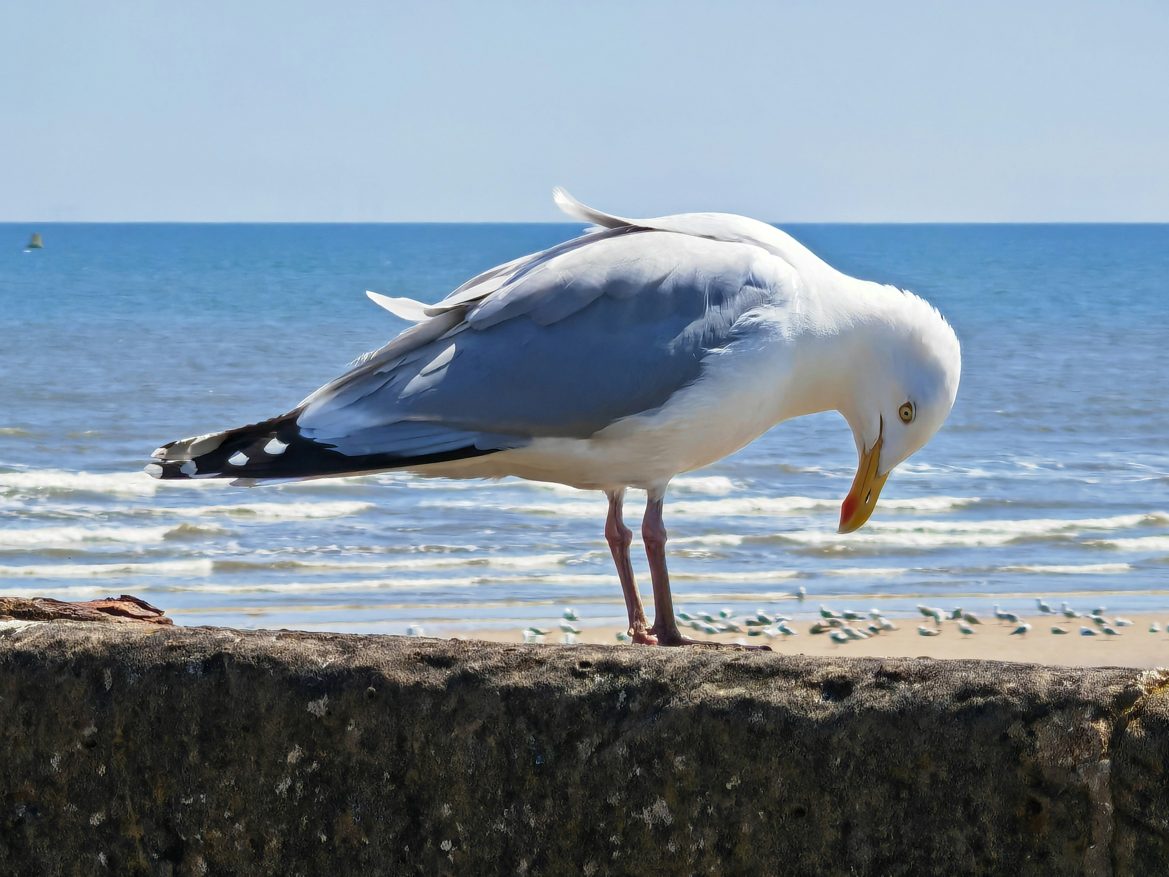 A seagull is standing on a ledge near the ocean photo – Free Sea Image ...