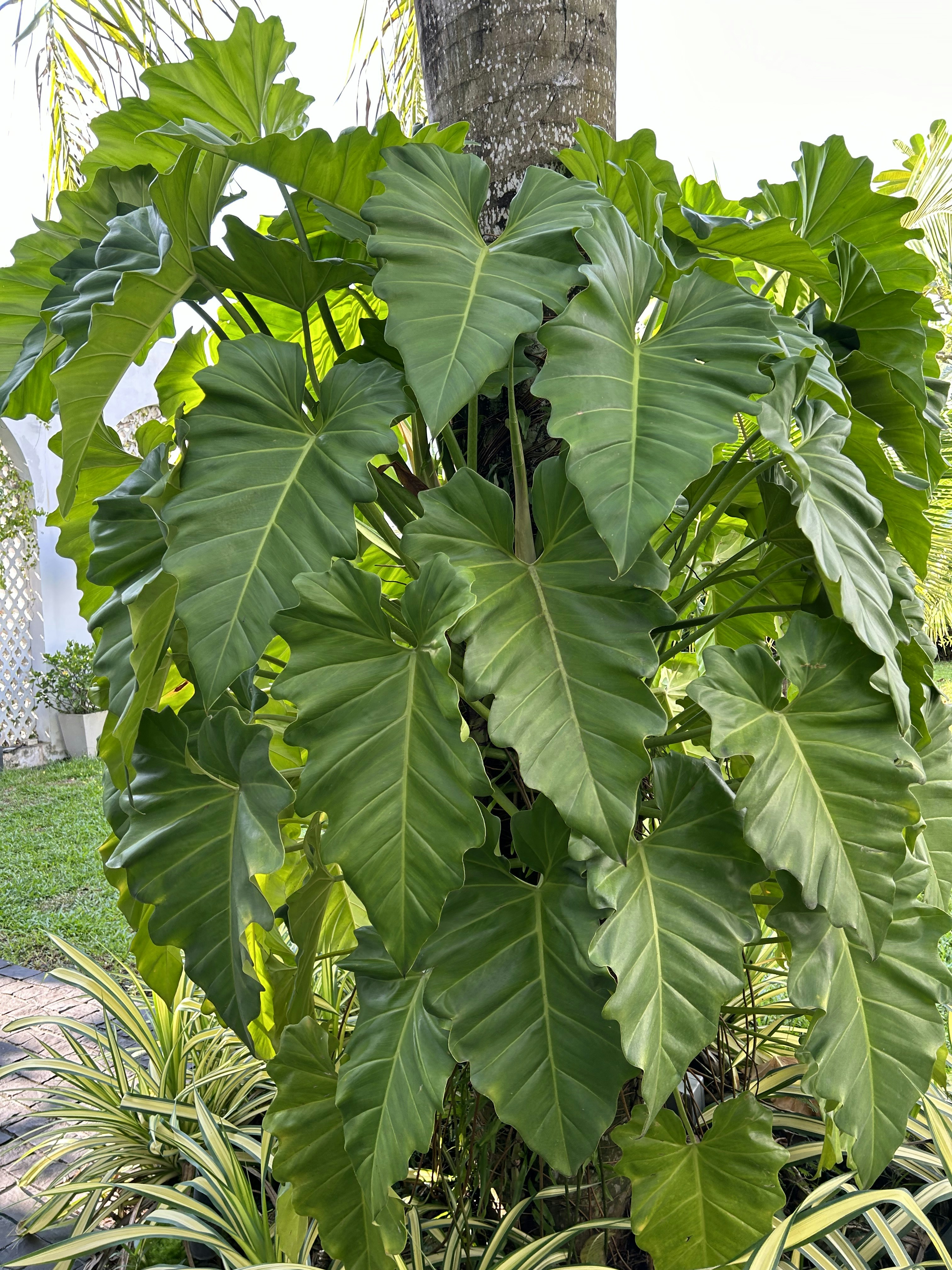Emergent Caladium Crown: A Dense Foliage Portrait by the Trunk