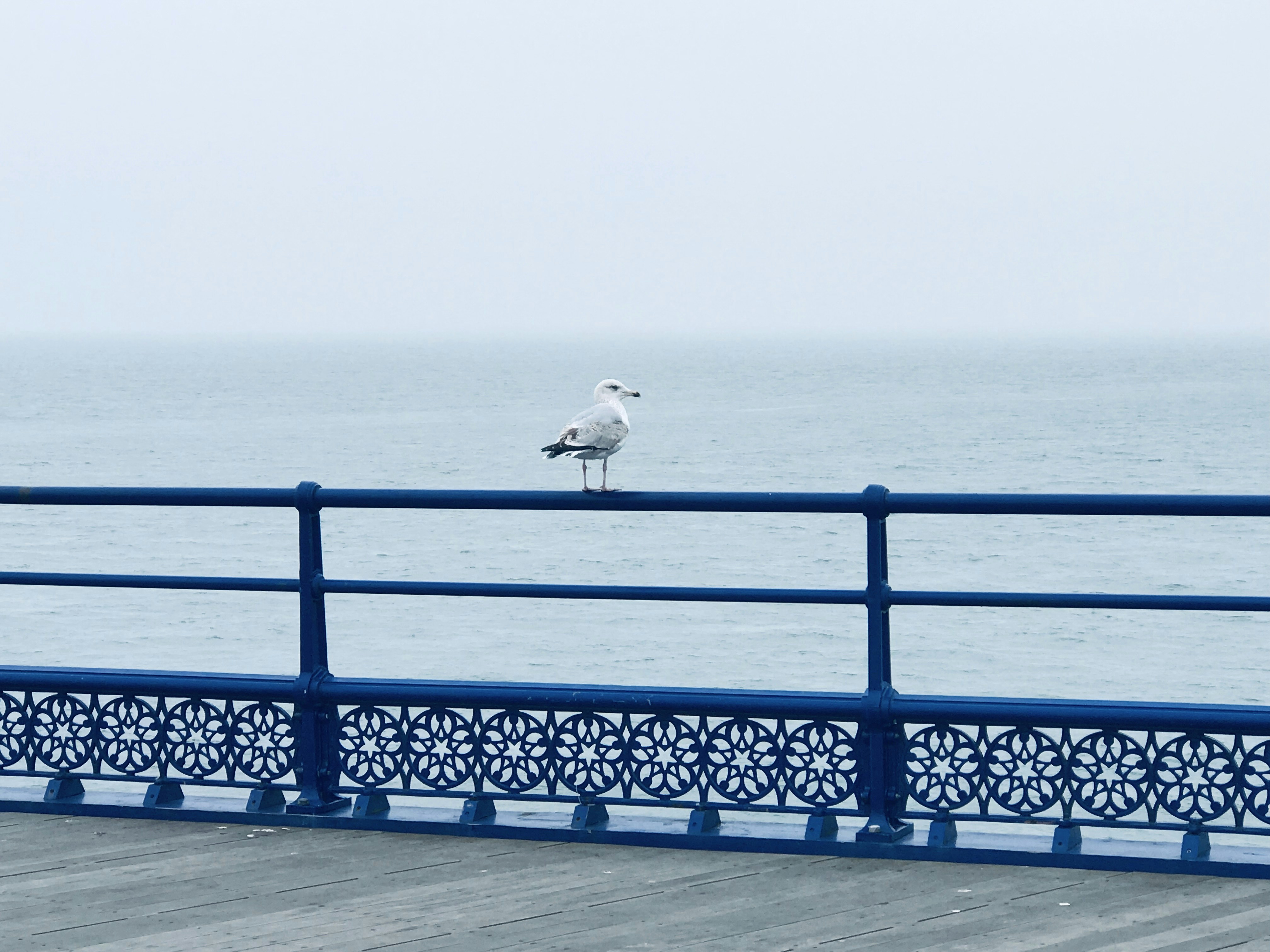 Lone Seagull on a Cerulean Pier Railing Over a Calm Sea