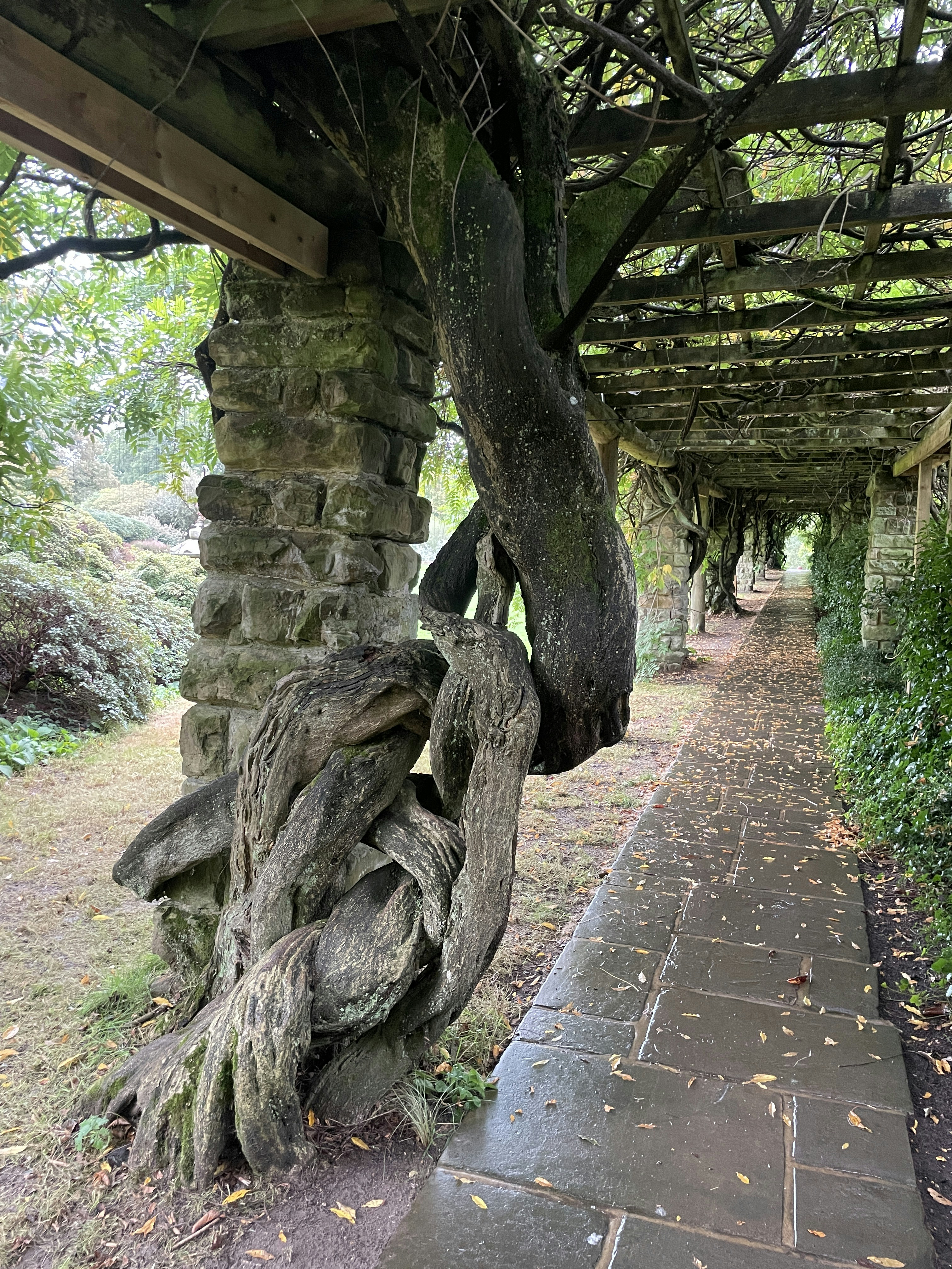 Ancient vines wrap around a stone pergola under a canopy of leafy branches.