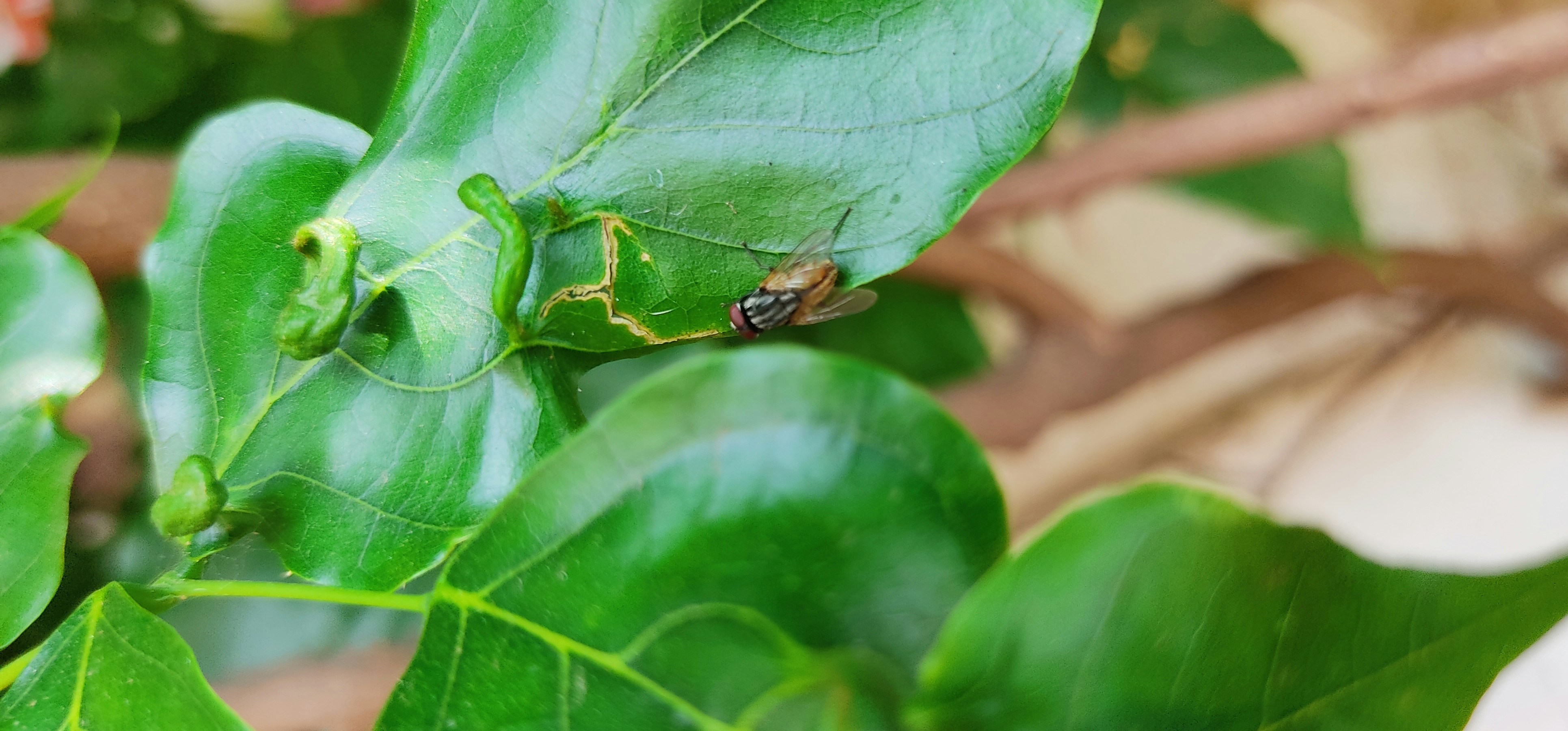 Photo by Lin Swty with Redmi Note 9 Pro