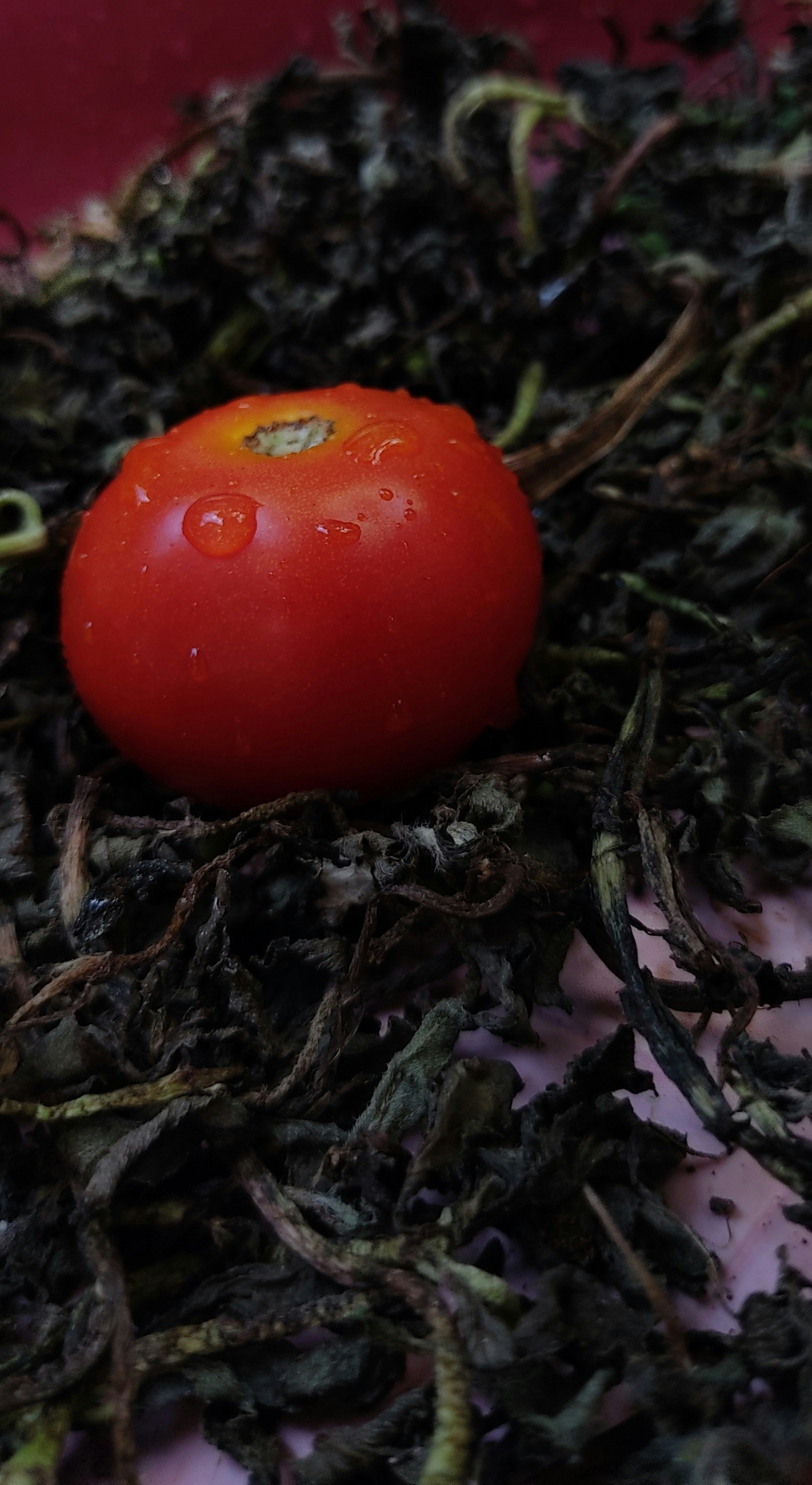 Crimson Tomato on a Tangled Bed of Greens