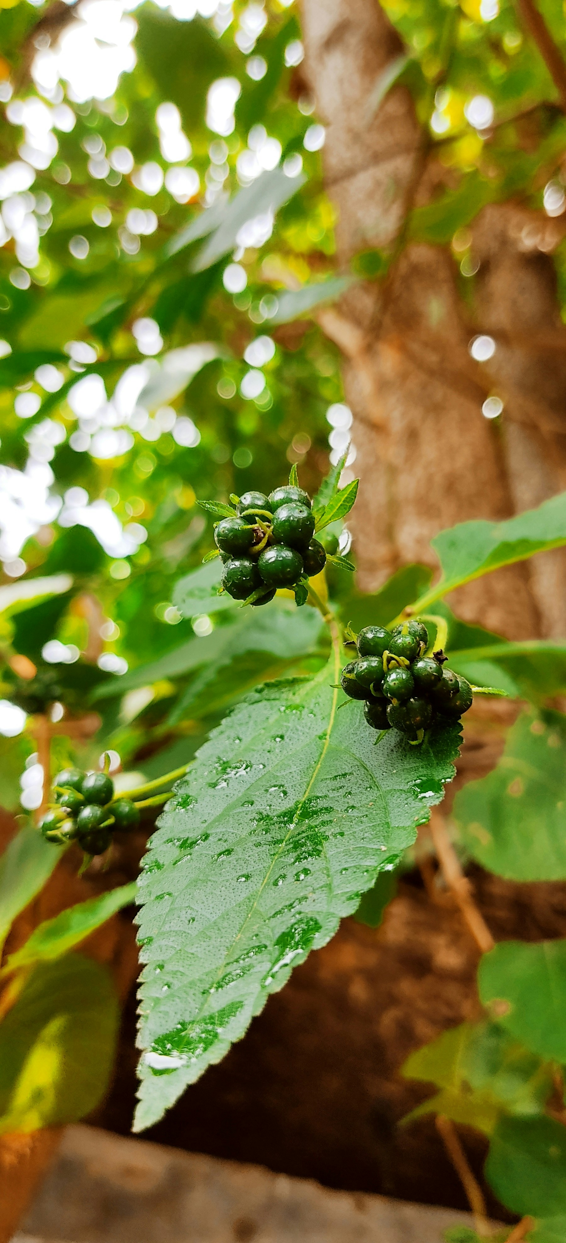 A close up of a leaf on a tree photo – Free Leaf Image on Unsplash