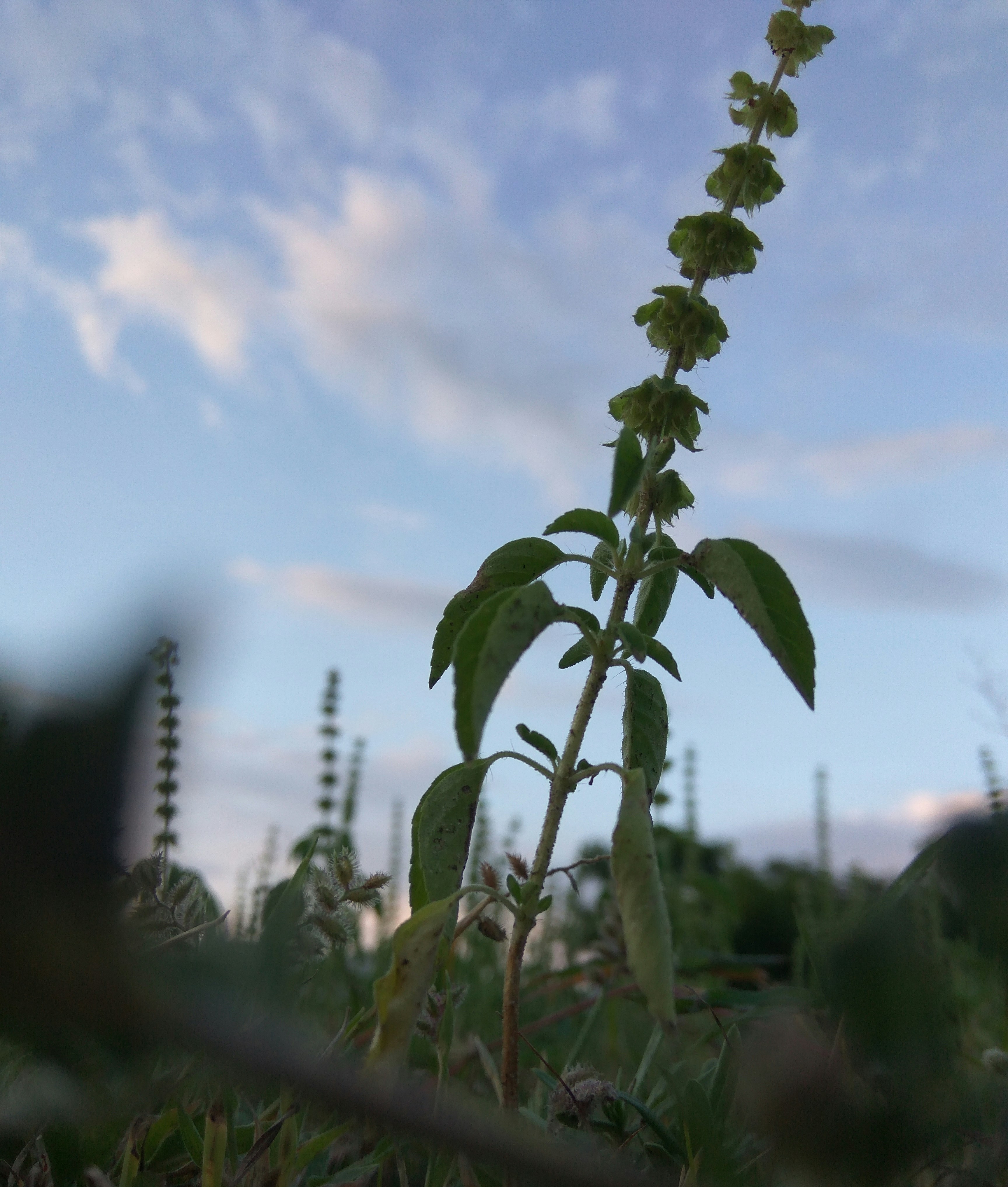 Early sprout reaching toward the sky in a sunlit field