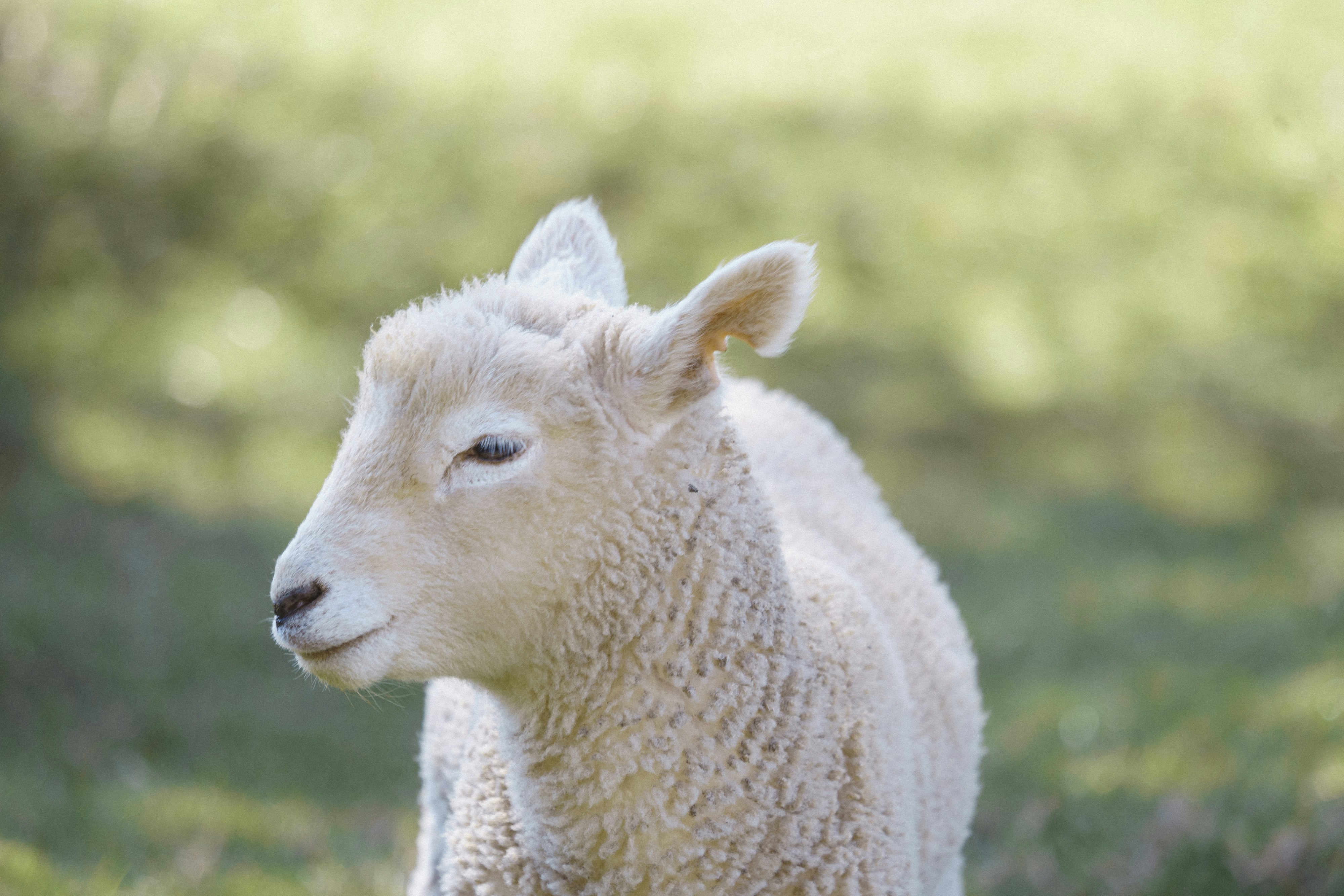A close up of a sheep in a field photo – Free Animal Image on Unsplash