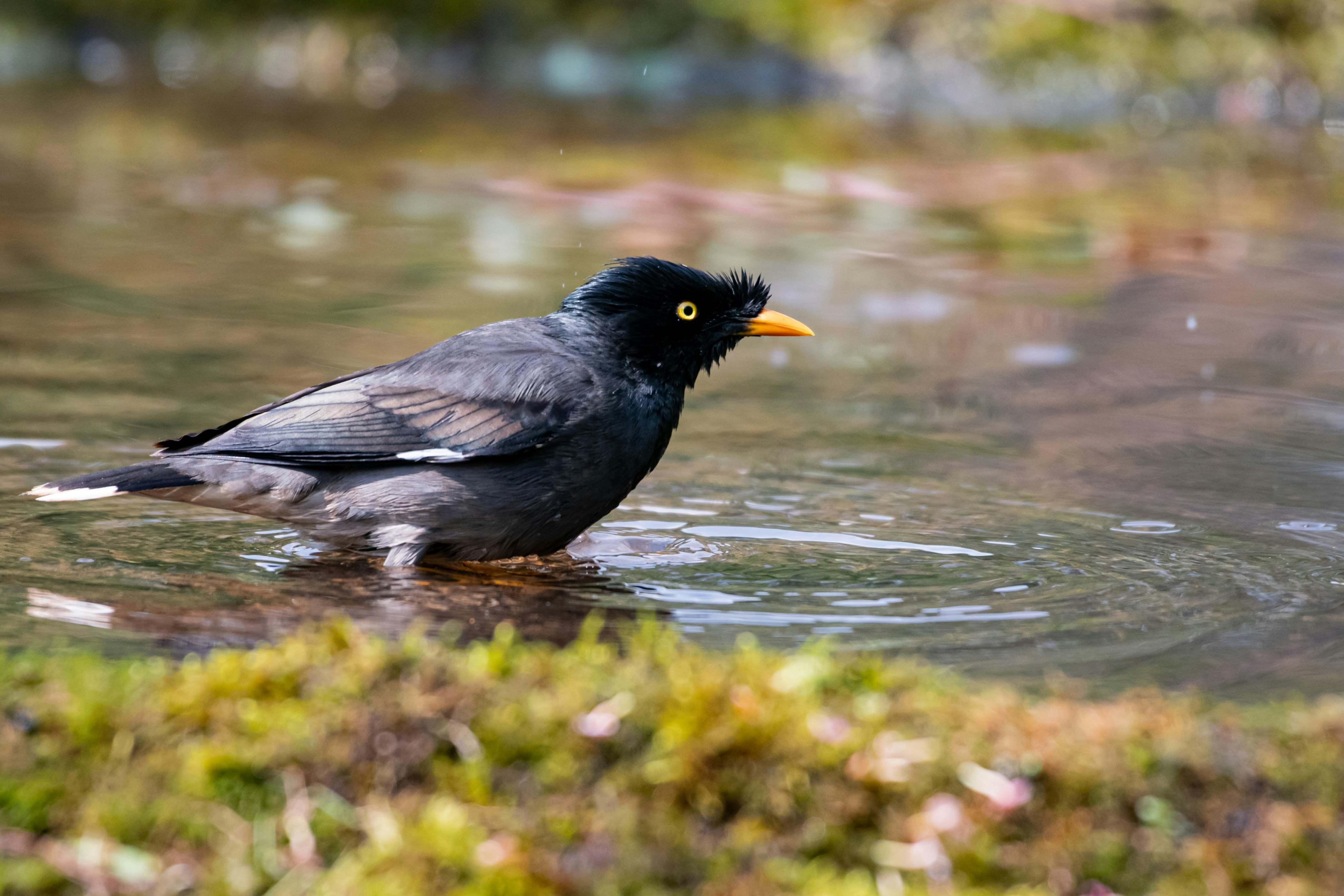 Moorhen at the Mossy Pond: A Black Form Beneath Mossy Edges