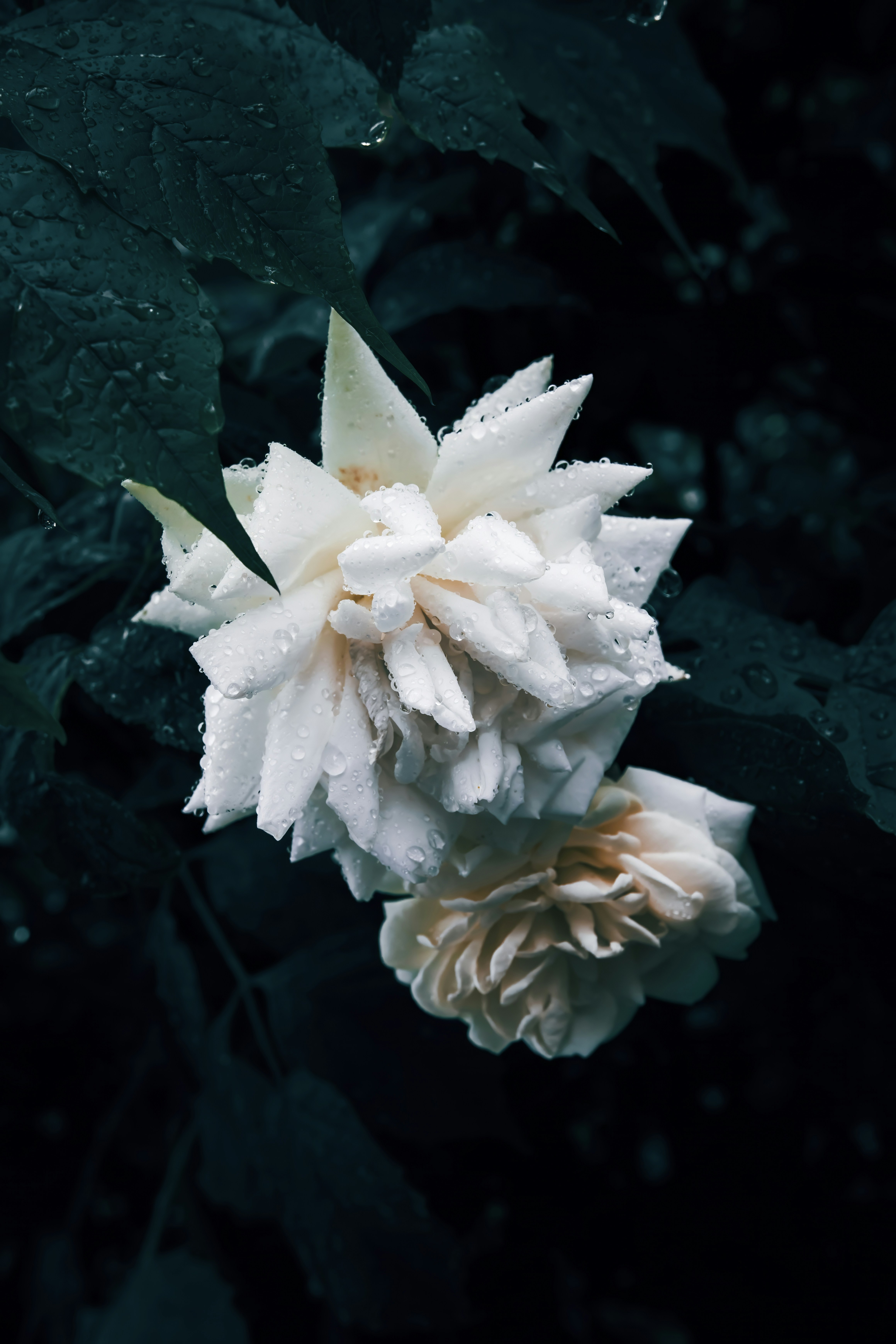 Ivory Roses in a Moody Green Backdrop: Dew-Kissed Close-Up