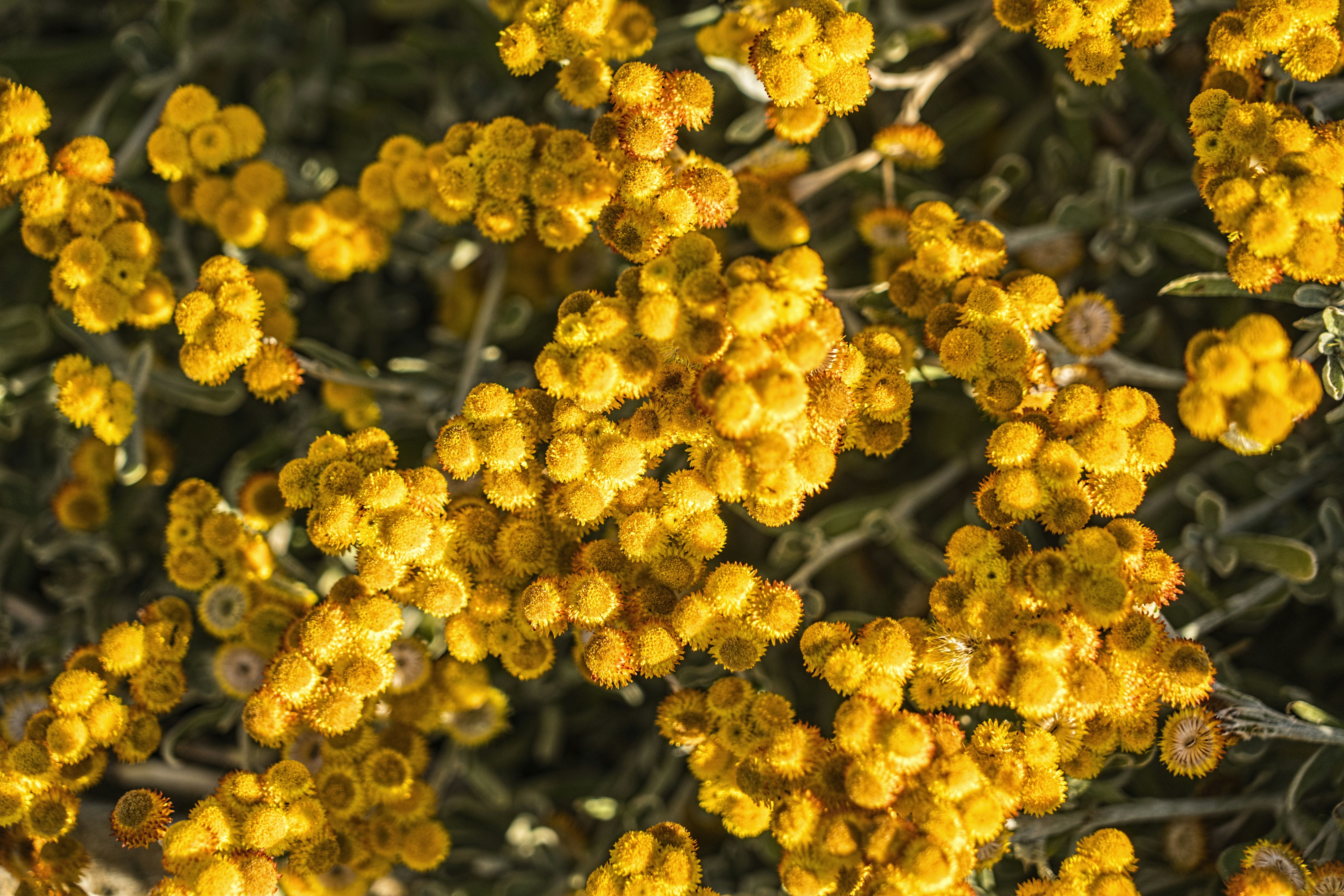 Golden Pom-Poms on Sunlit Wattle Branches