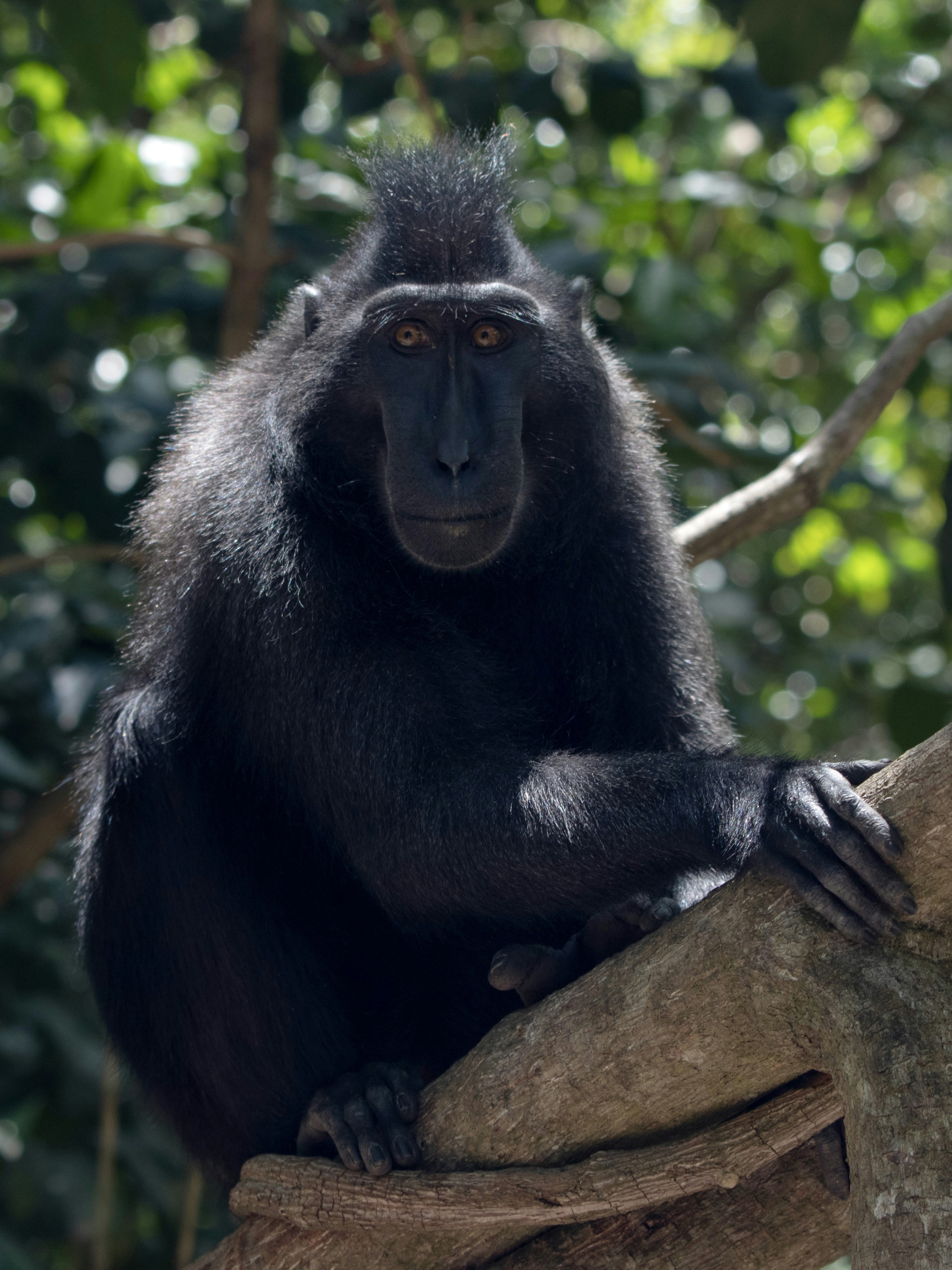A black monkey sitting on top of a tree branch photo – Free Indonesia ...