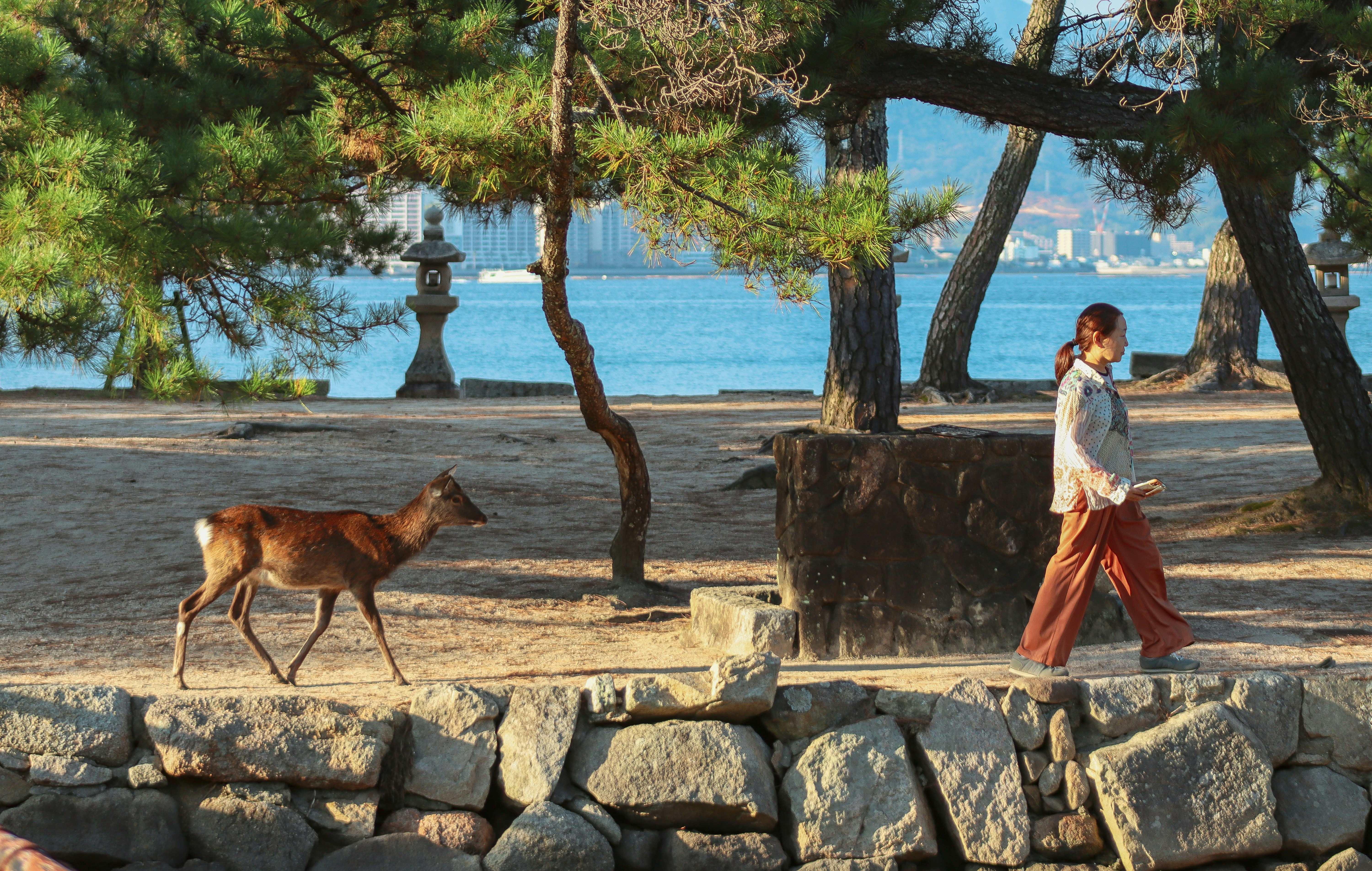 Edge of the Waterfront: A Sunlit Walk Past a Curious Deer